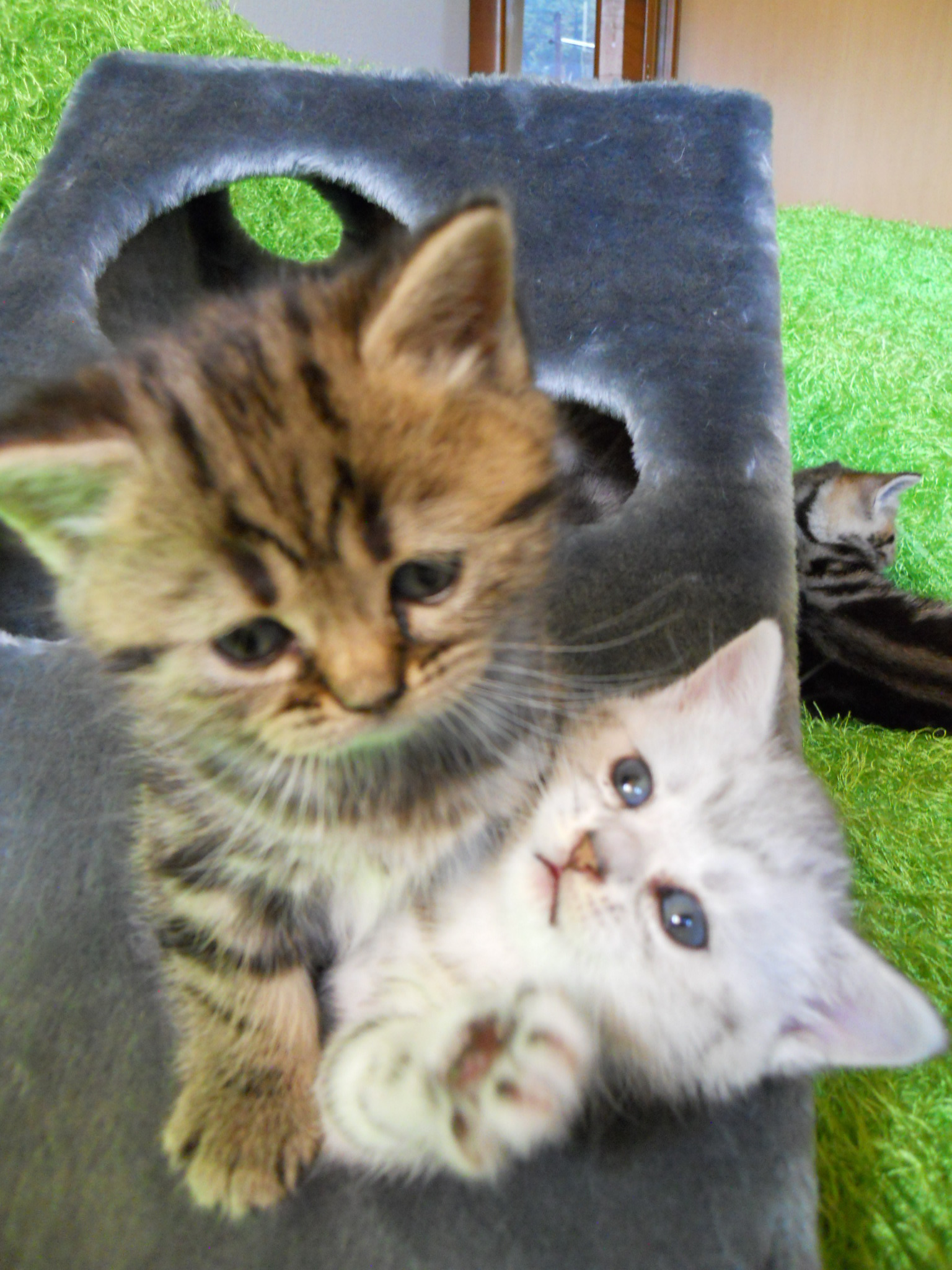 Internationale Rassekatzen Ausstellung KKÖ - Hollabrunn