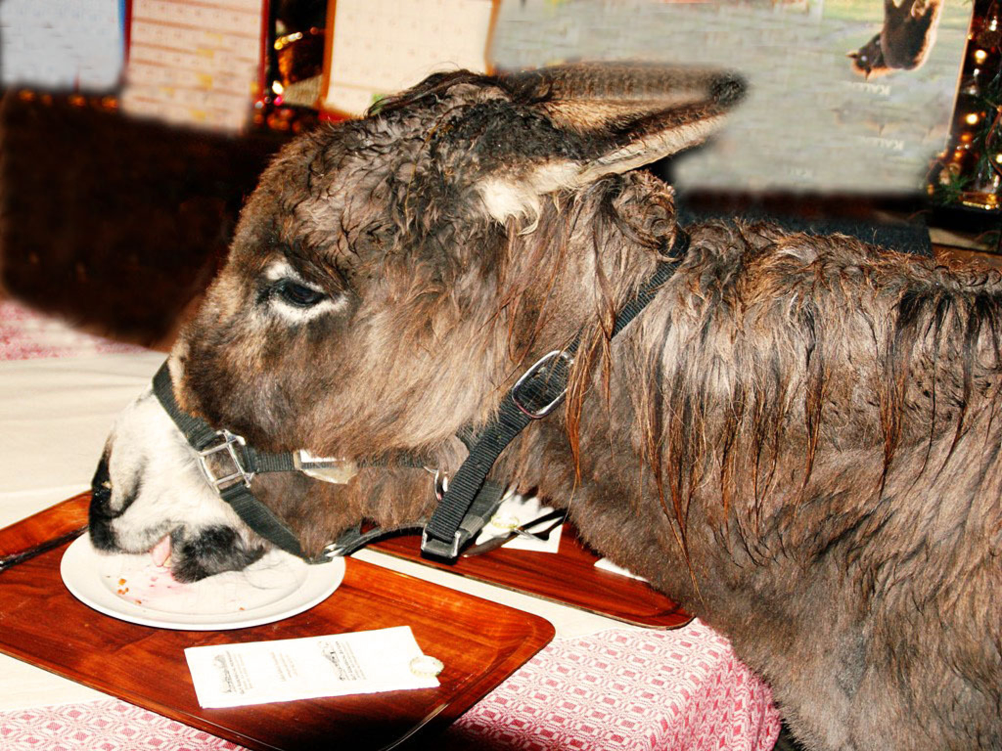 Der Esel auf Gut Aiderbichl maschierte von Tisch zu Tisch und fegte die ...