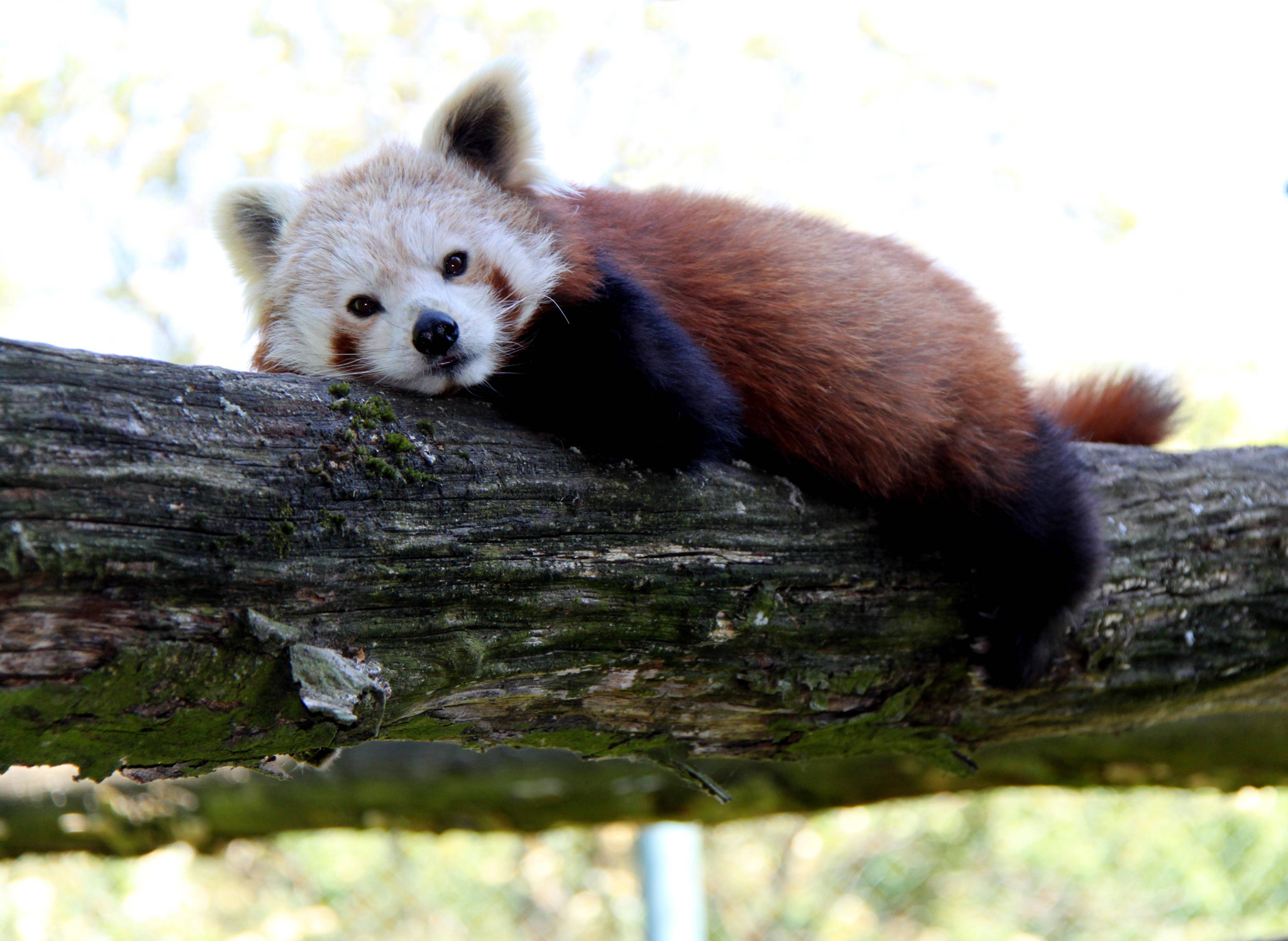 Zoo Linz wurde in wichtige Organisation aufgenommen. - Linz
