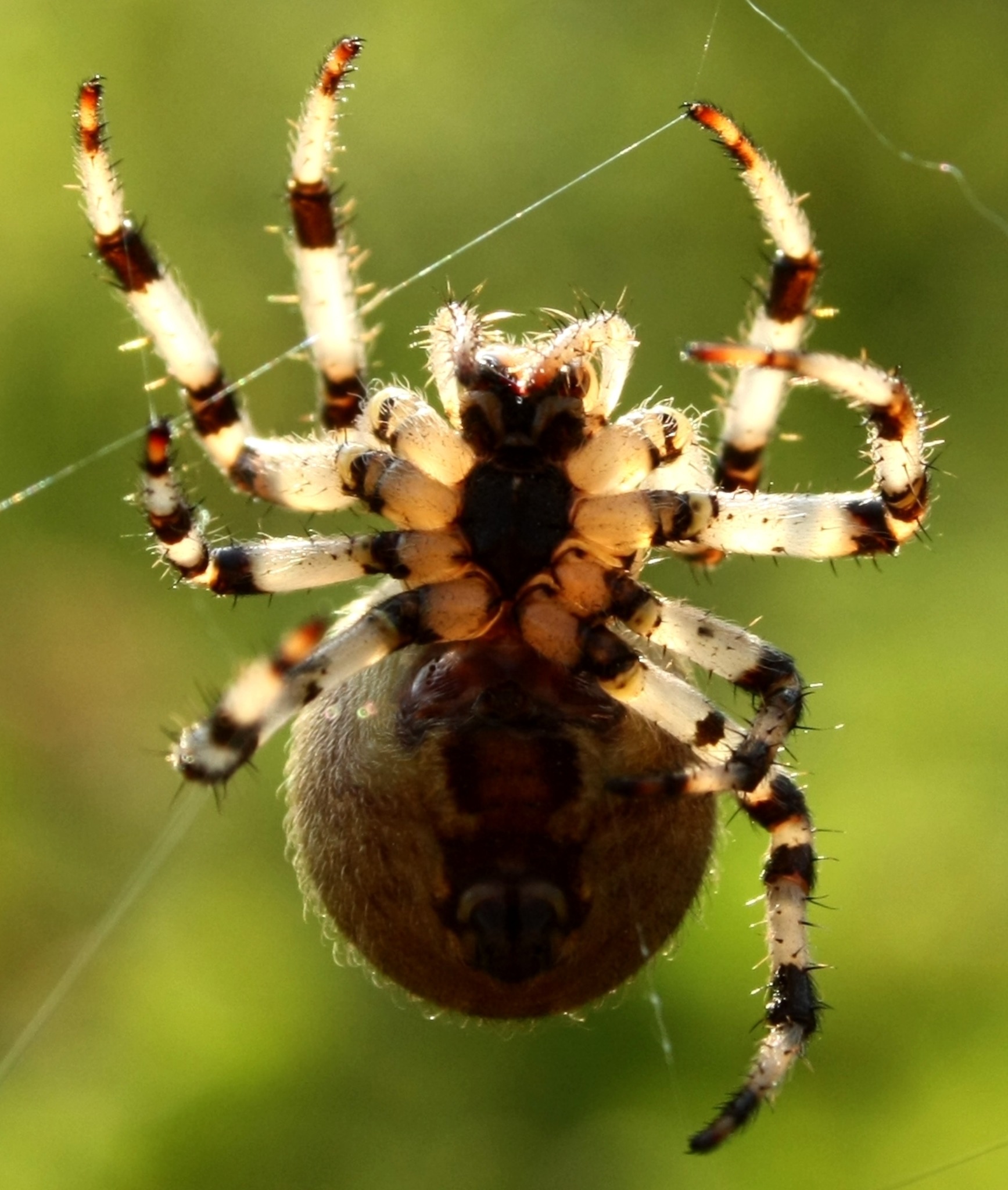 schön eklig oder eklig schön?? - Neusiedl am See
