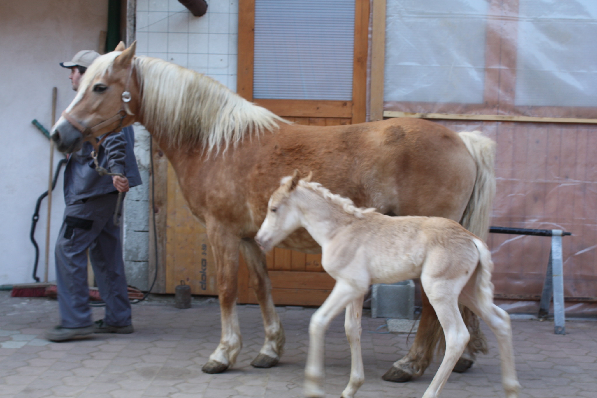 Haflinger-Fohlen - 2 Tage alt - Pferdehof Kainz in Weißenbach - Gmünd