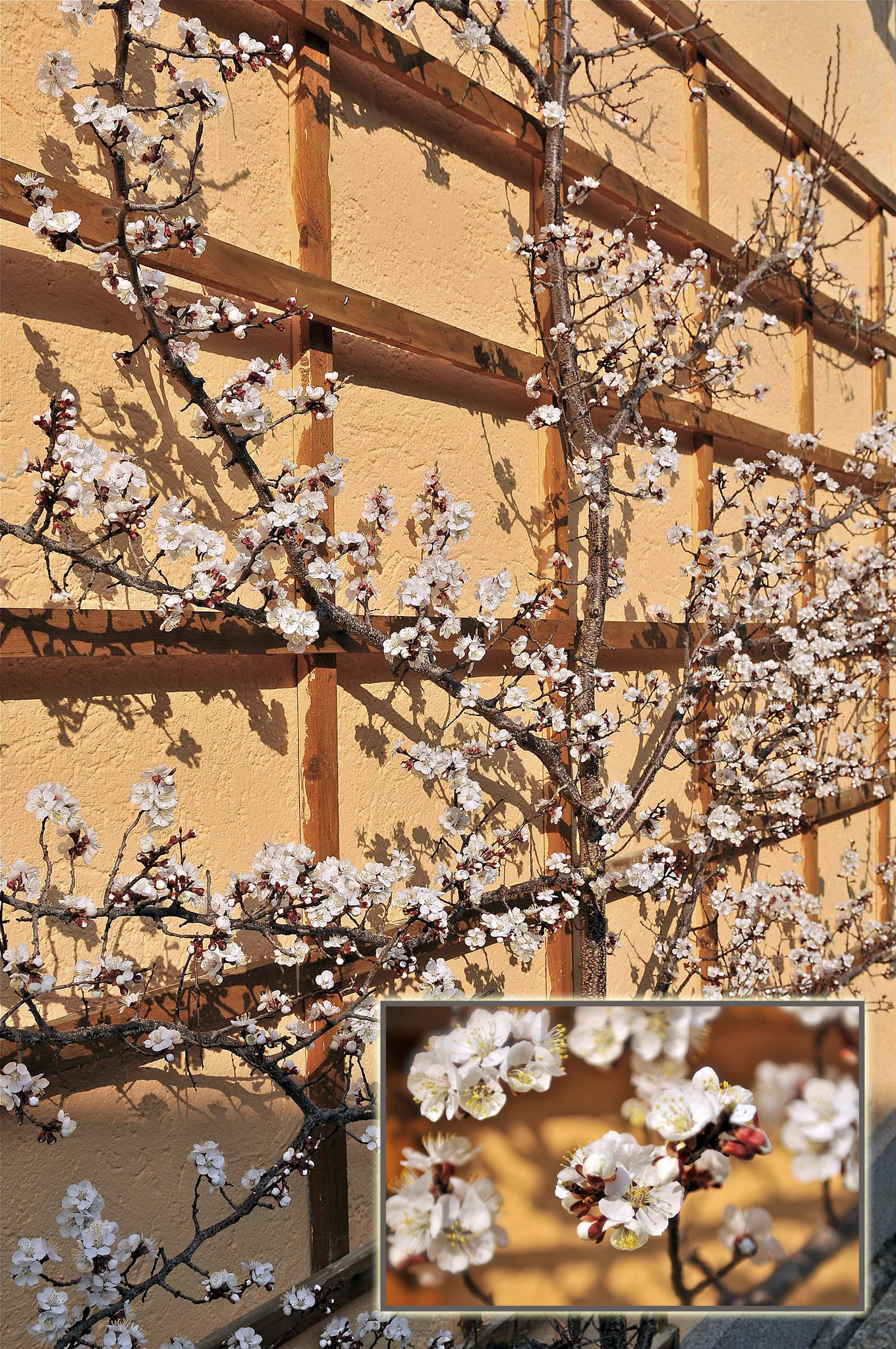 Marillenbaum - Tennengau