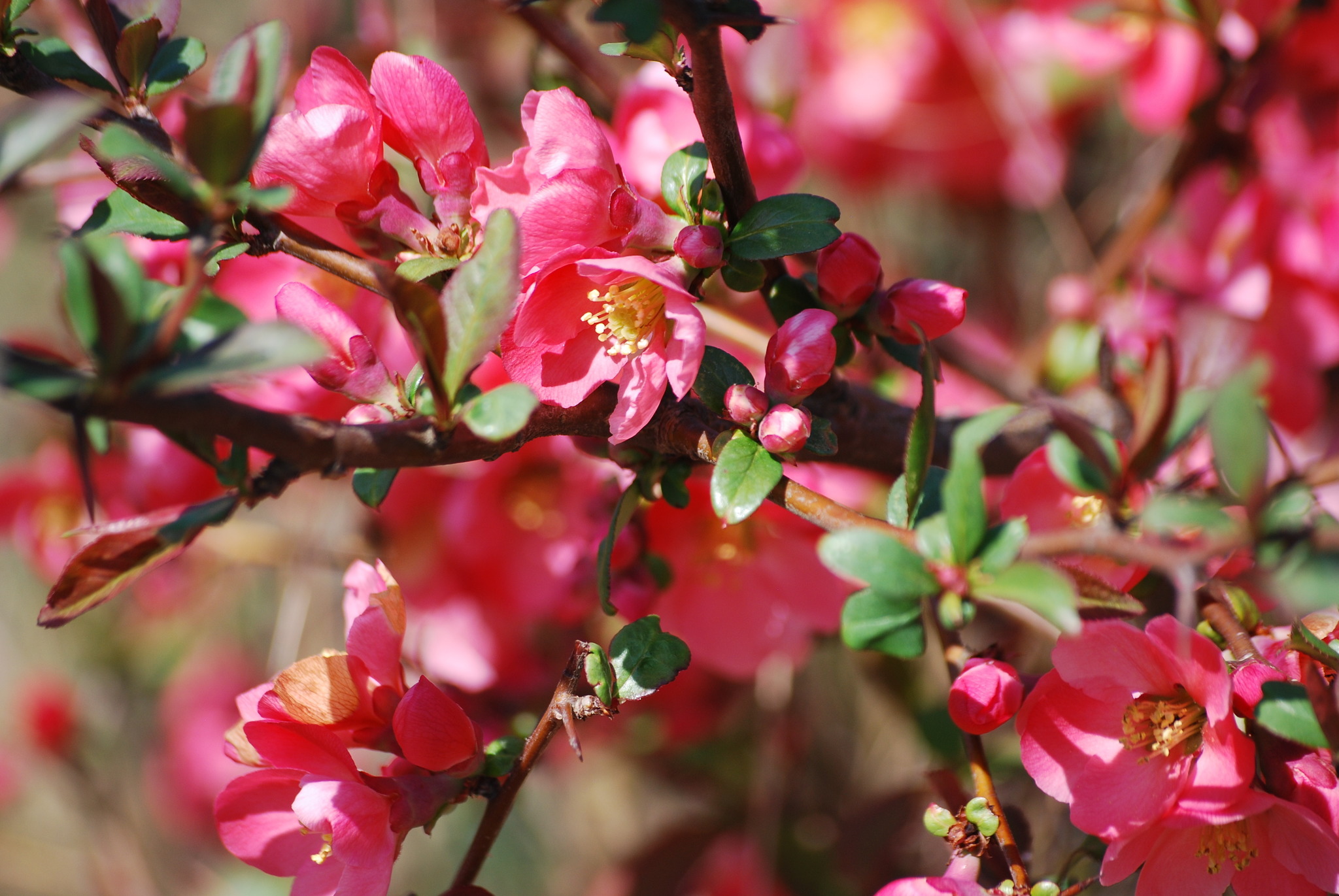 Japanische Zierquitte (Chaenomeles japonica) - Oberwart