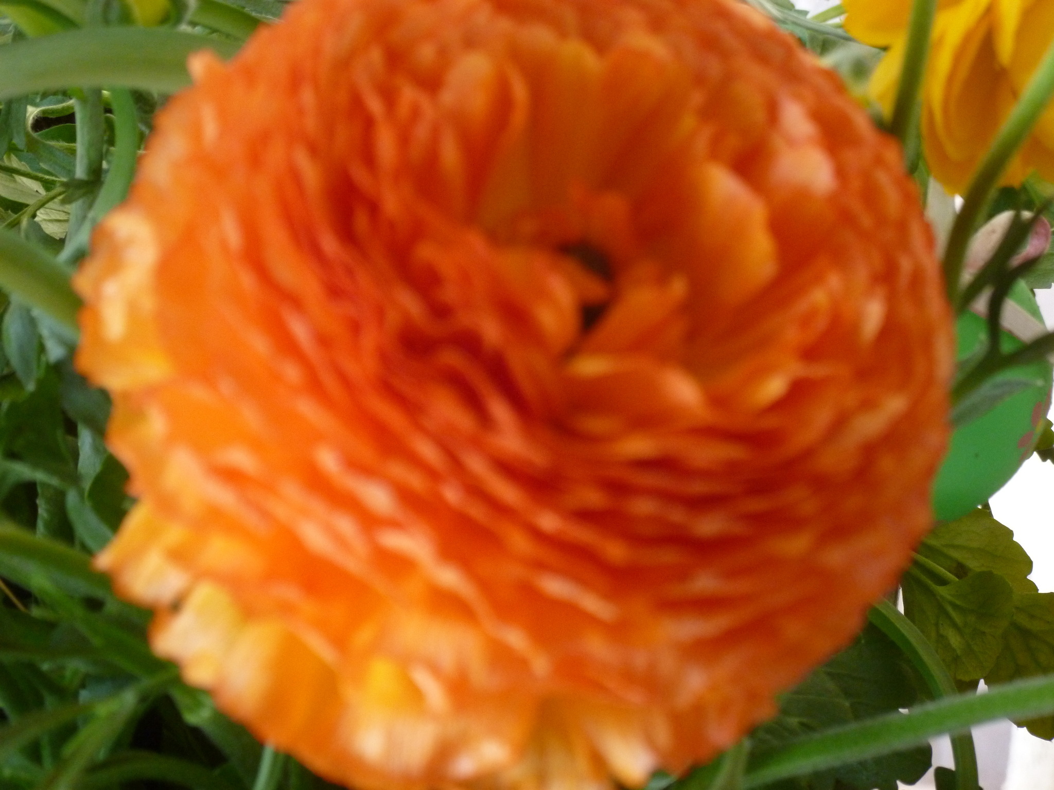 Ranunkel! Ranunkel! Blumen von heute! - Kufstein