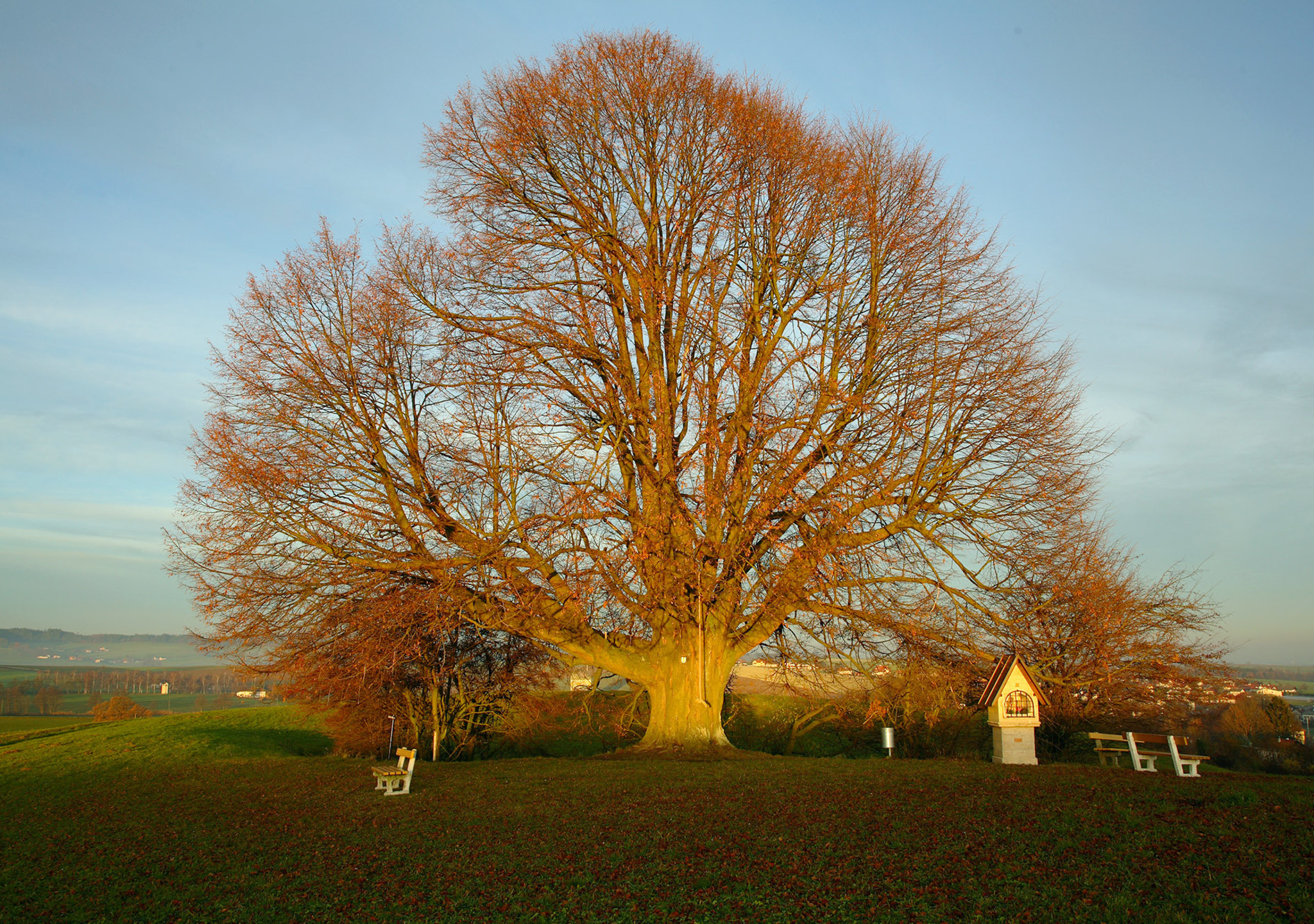 Die Linde: Das Symbol für Frieden - Braunau
