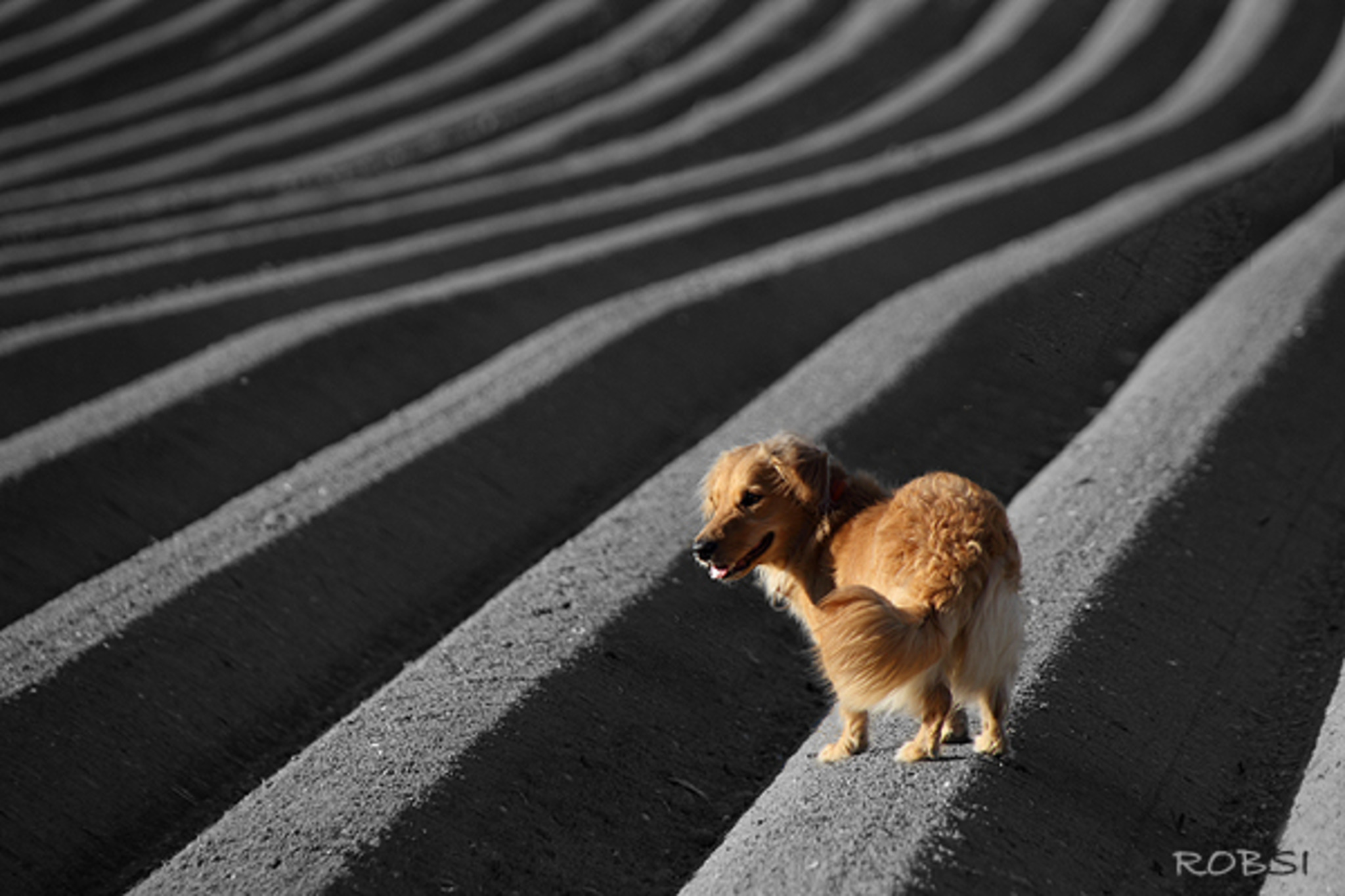 Mala Macka - Donaustadt