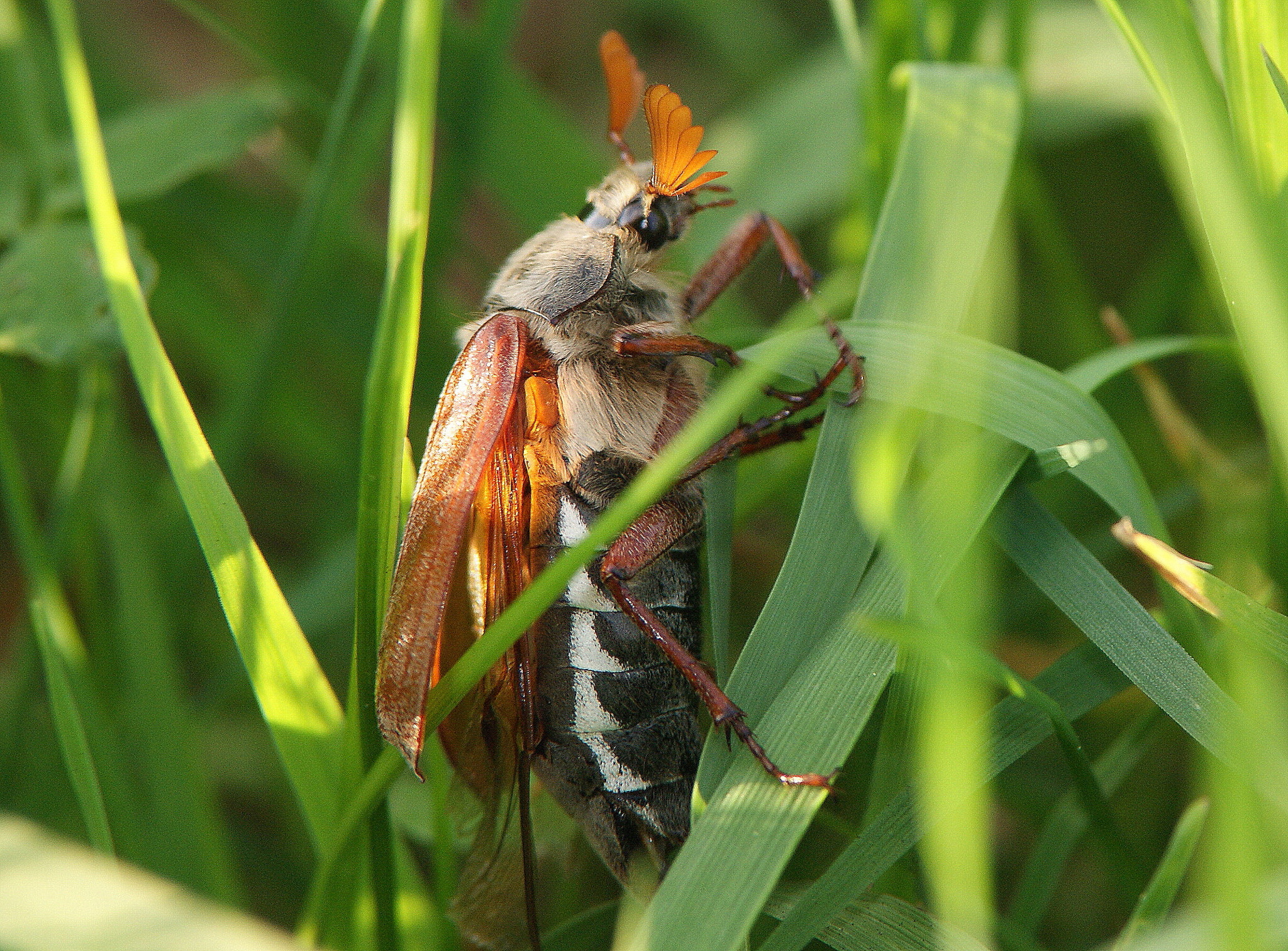 Maikäfer - Fotostrecke! - Flachgau