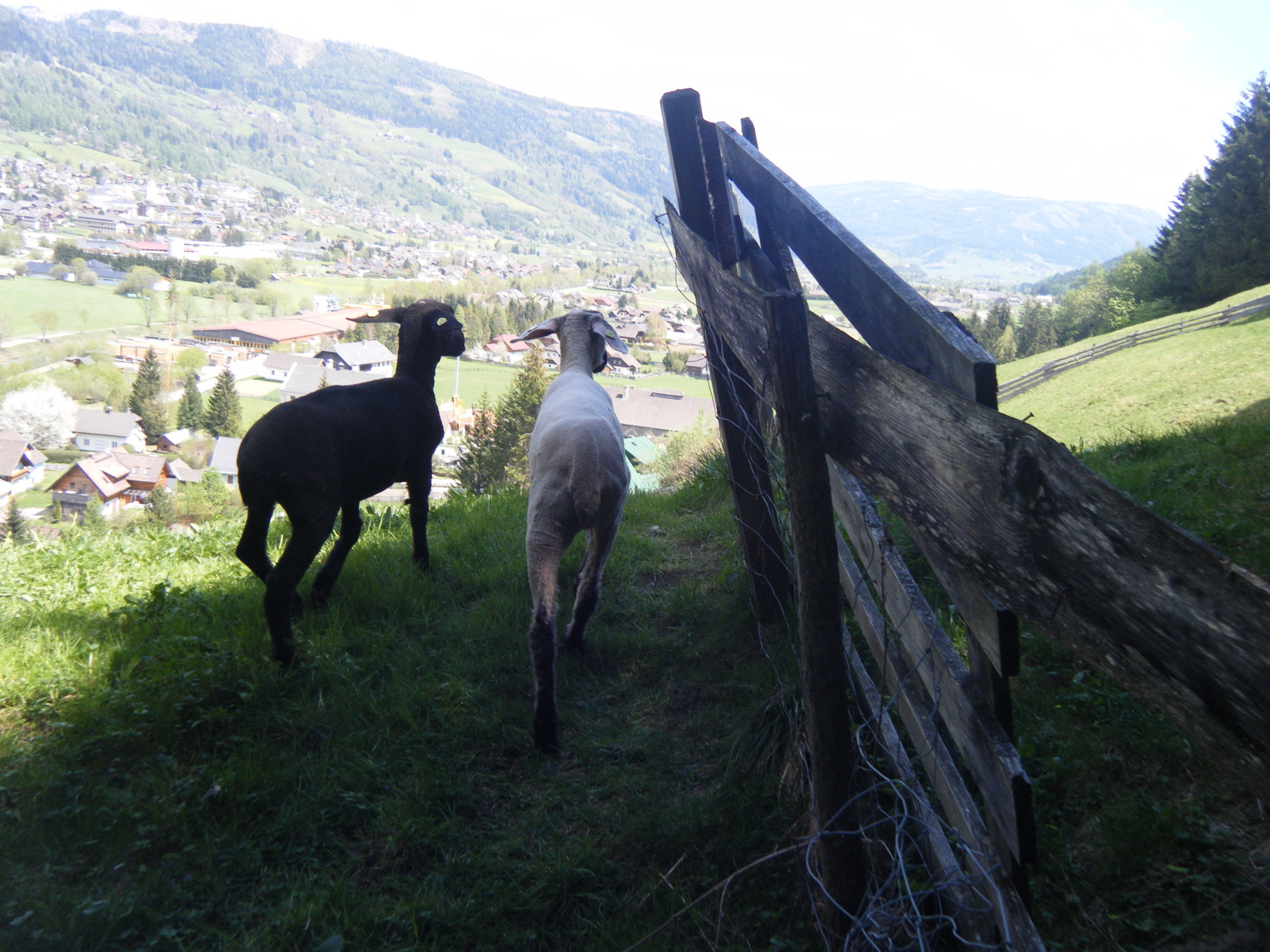 Wenn Tiere sich schämen ... - Lungau
