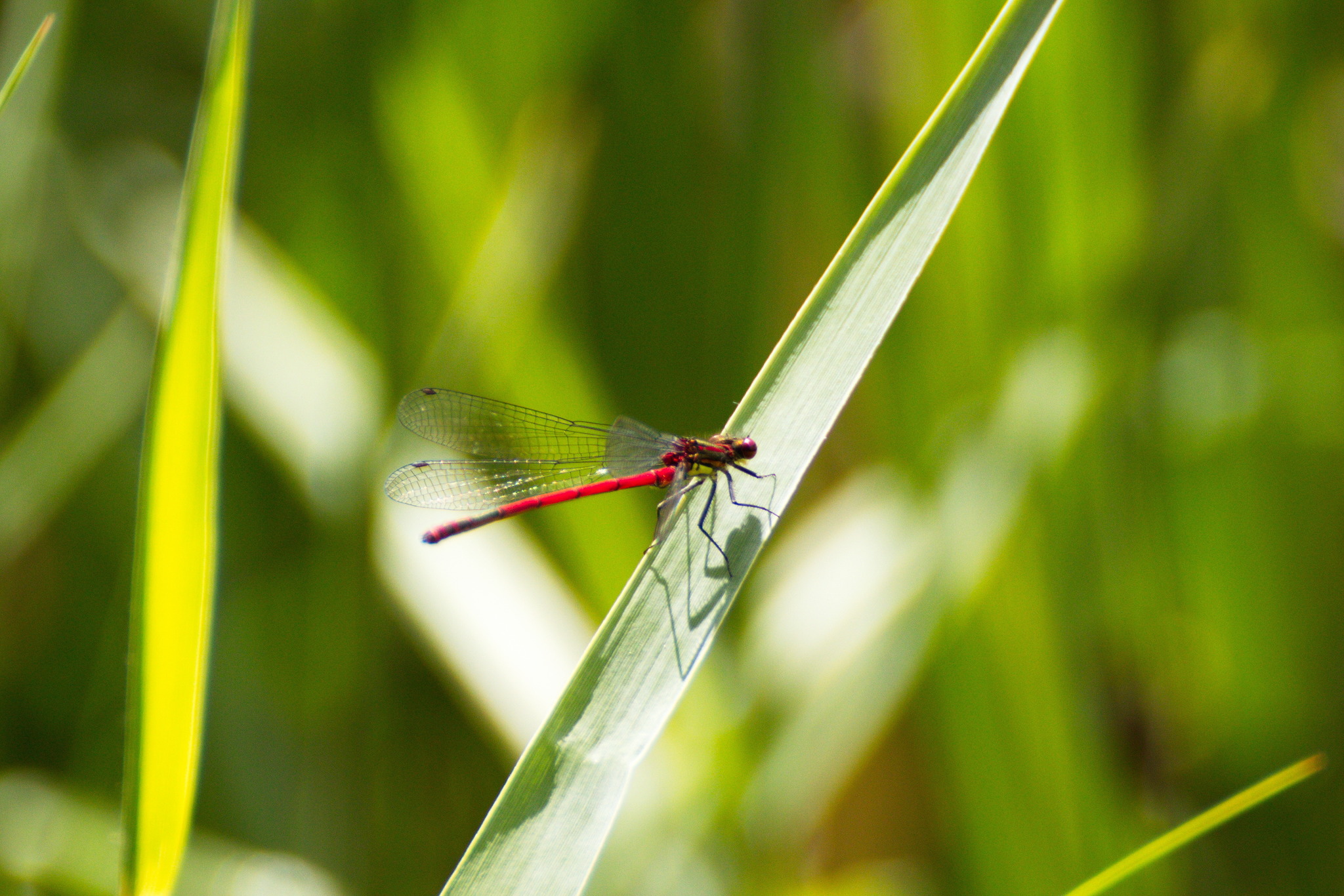 die Adonislibelle, eine der schönsten Libellenarten - Tennengau