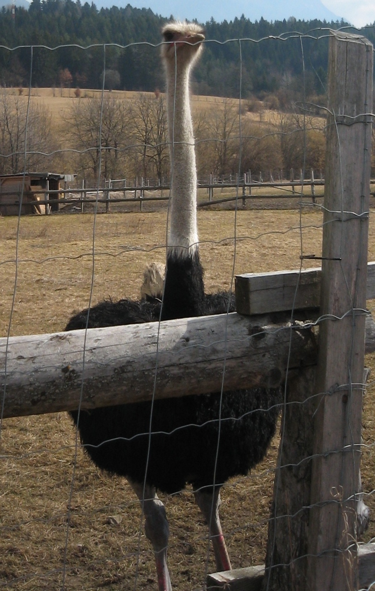 Strauße mögen das Klima in Kärnten - Villach Land