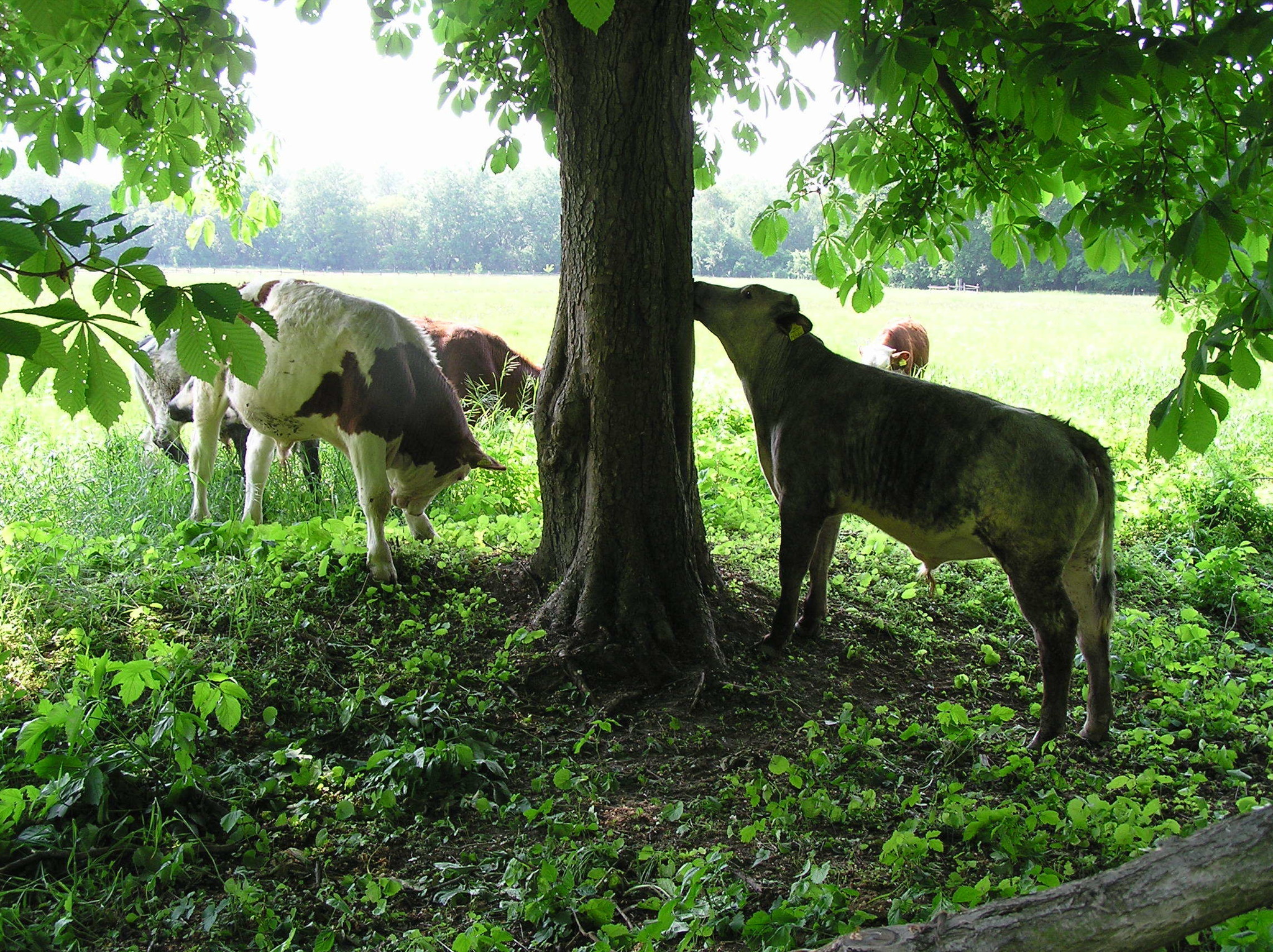 Weidewirtschaft in den Donau-Auen - Gänserndorf