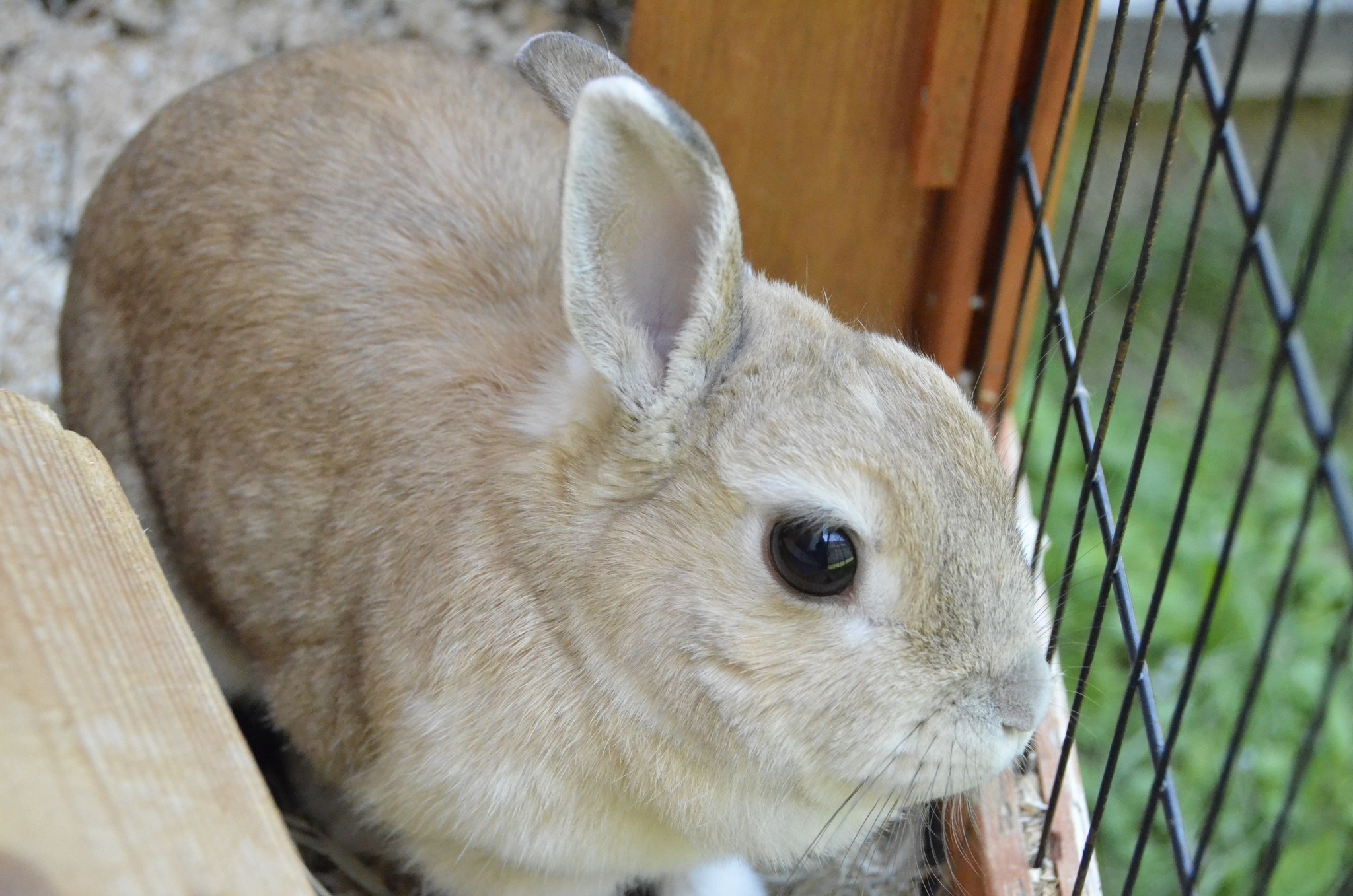 Die besten Fotos von meinem Zwerghasen - Oberwart