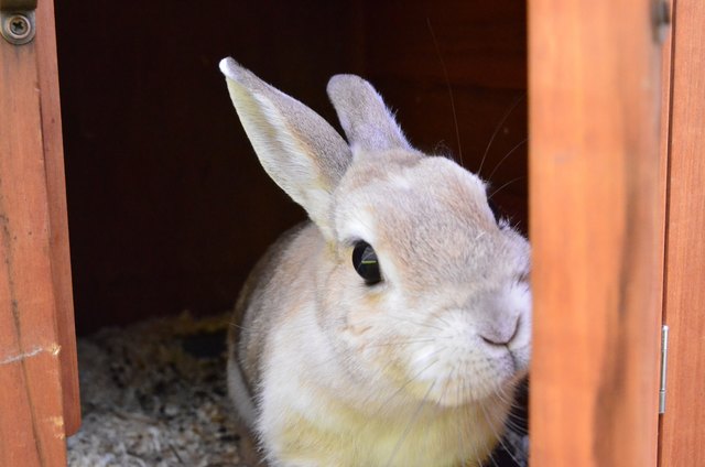 Die besten Fotos von meinem Zwerghasen - Oberwart