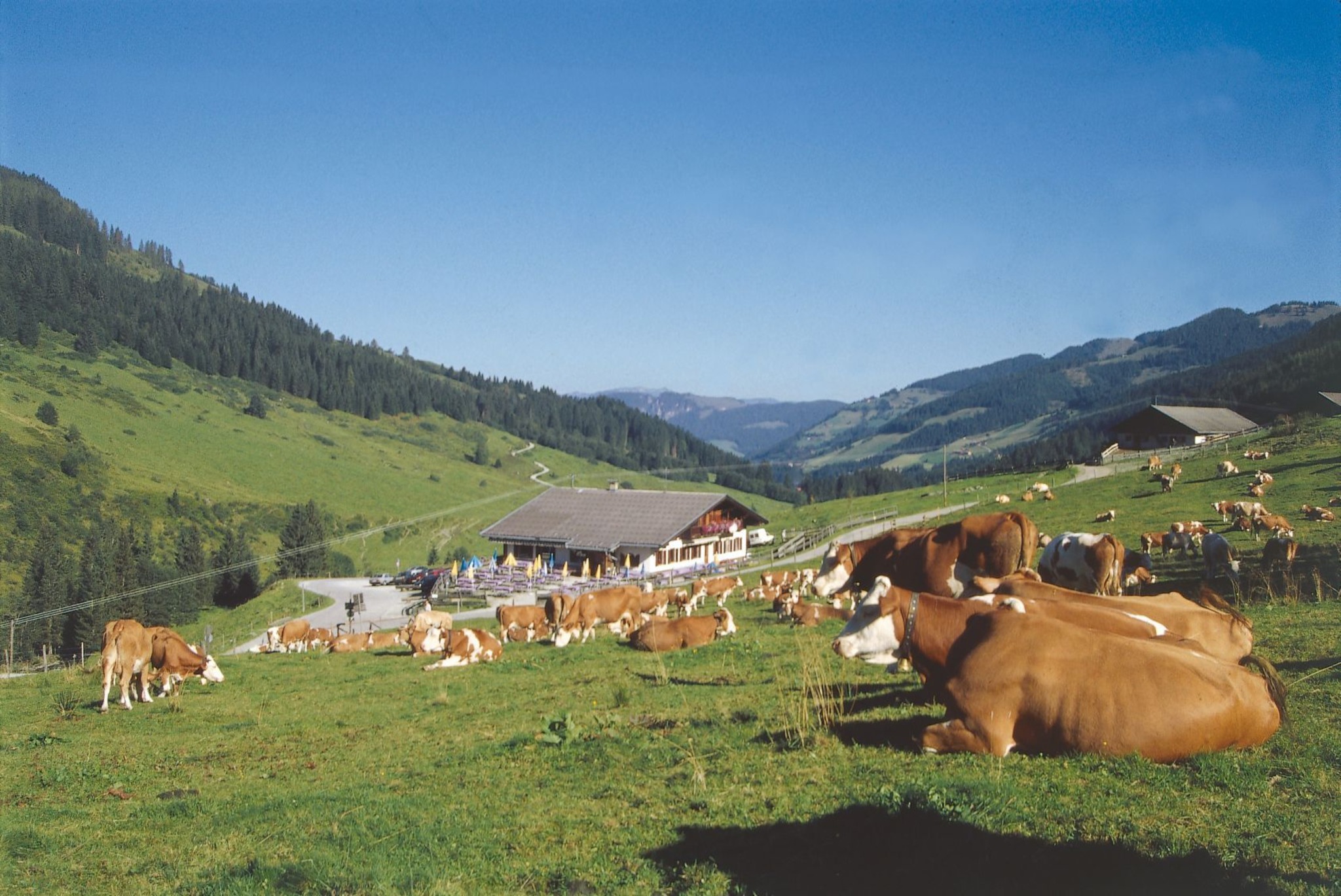 Auf der Alm do gibt’s koa Sünd – Wildschönauer Almerlebnisse - Kufstein