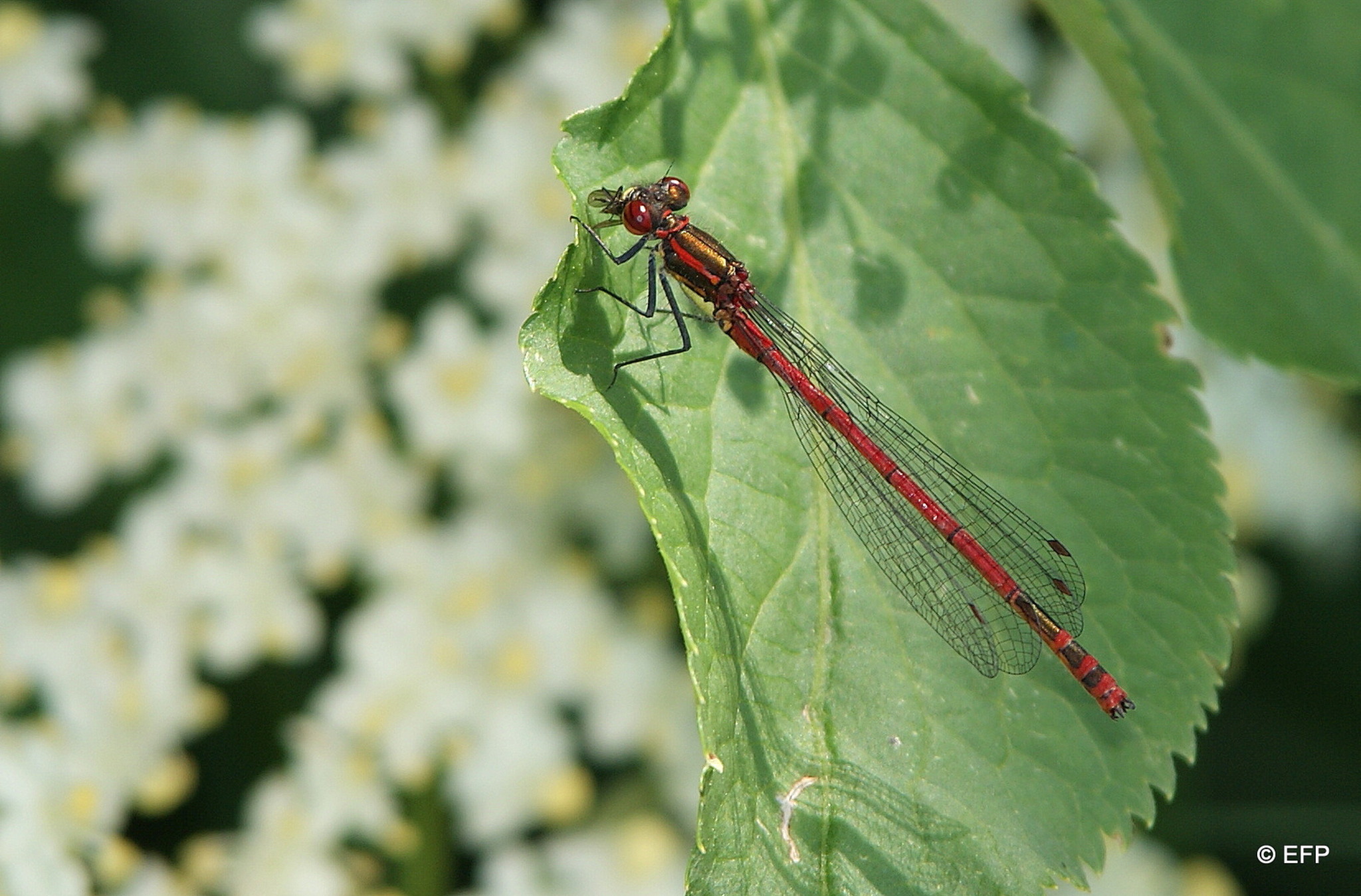 Rote Libelle (Adonislibelle) - Flachgau