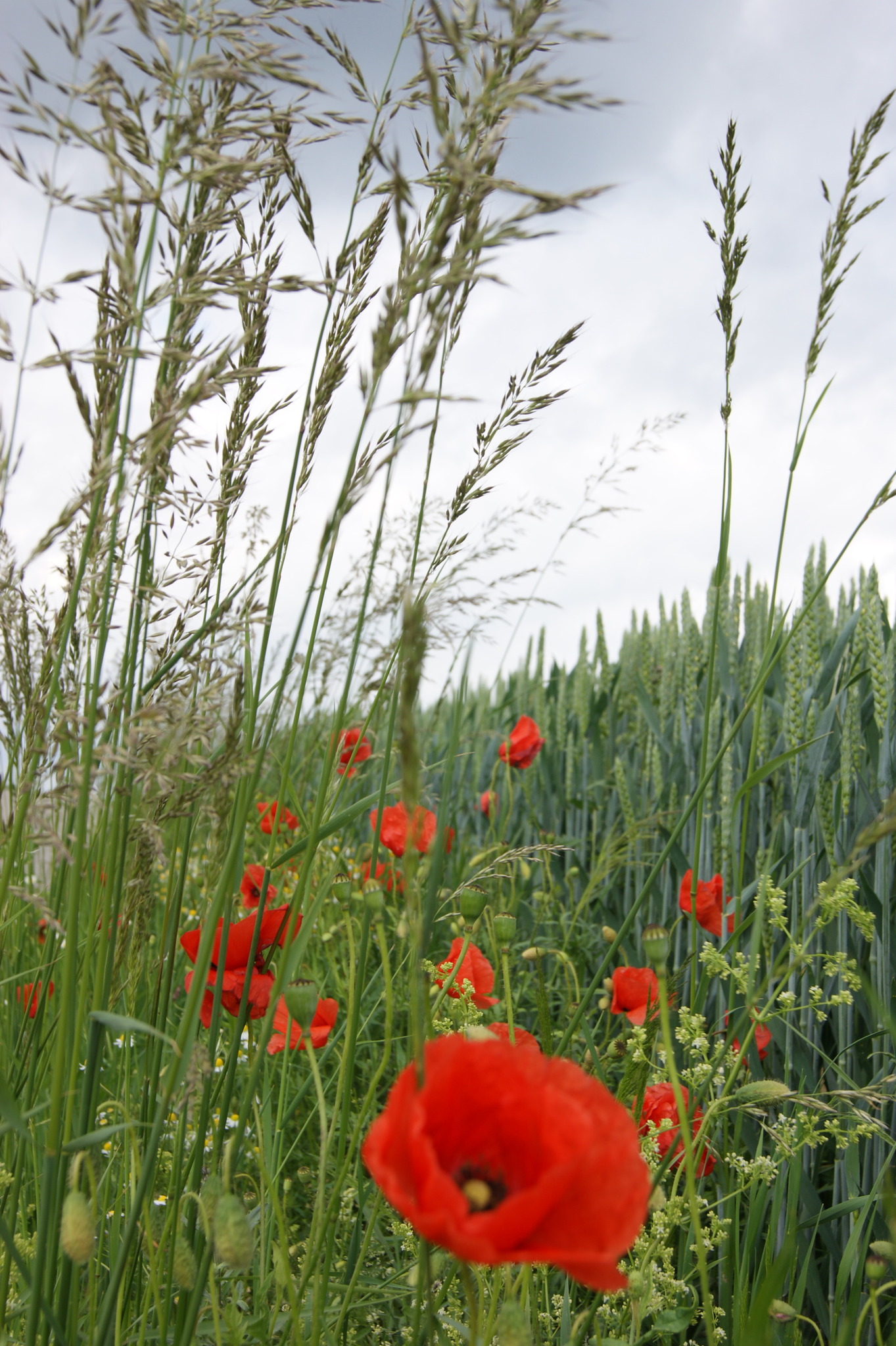 roter Mohn - Wels & Wels Land