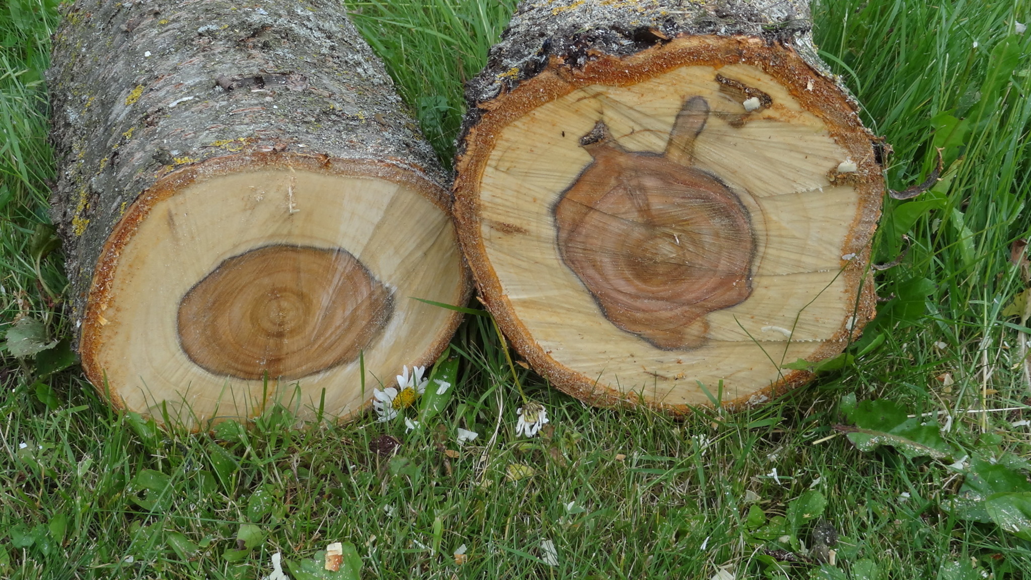 Holz-Kirsche - Spittal