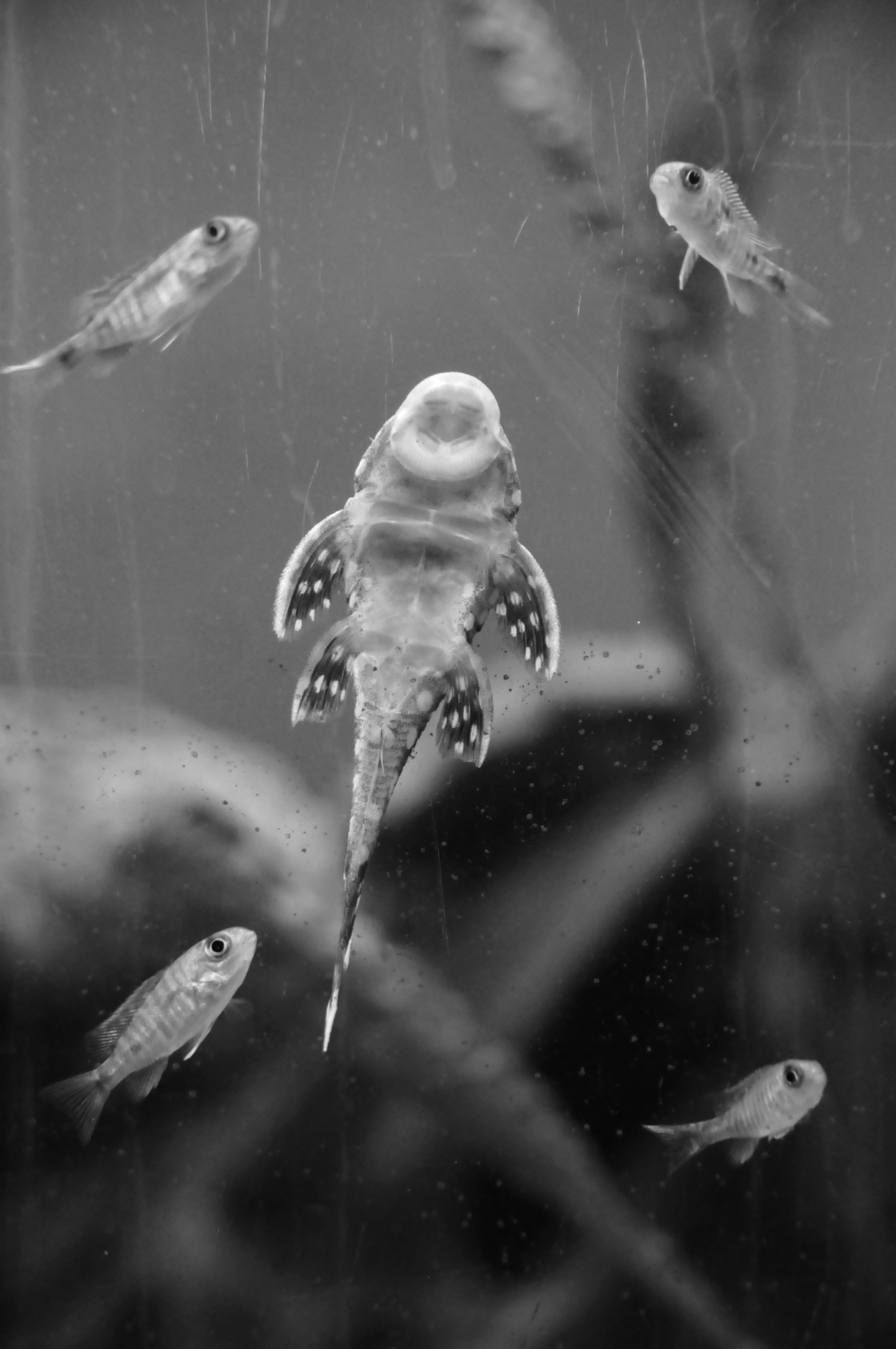 Putzerfisch an der Scheibe - Favoriten