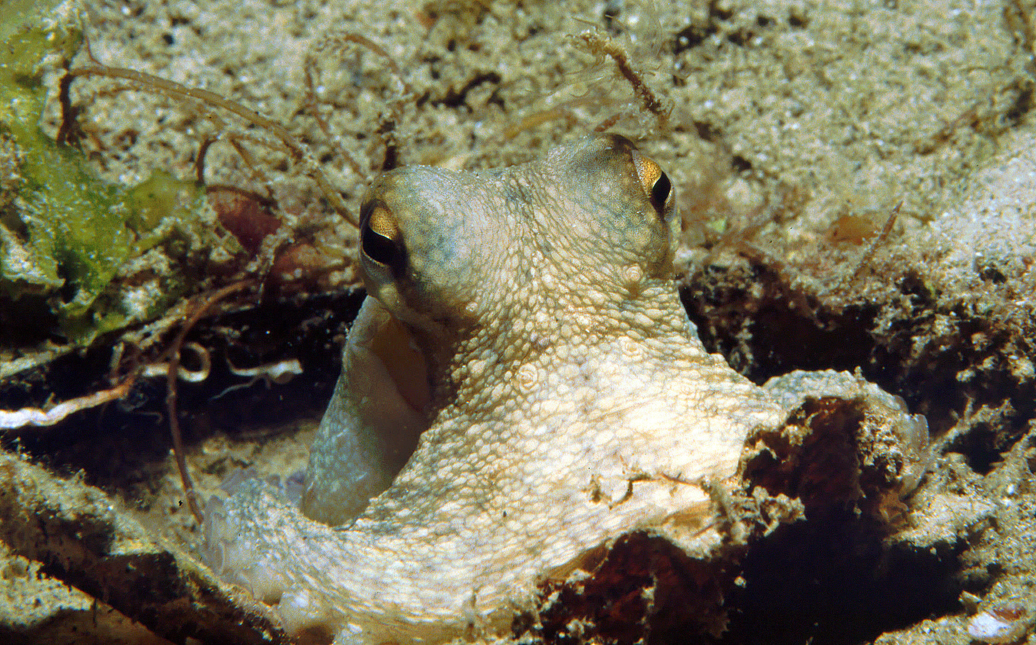 Oktopus, der Tarnkünstler - Braunau