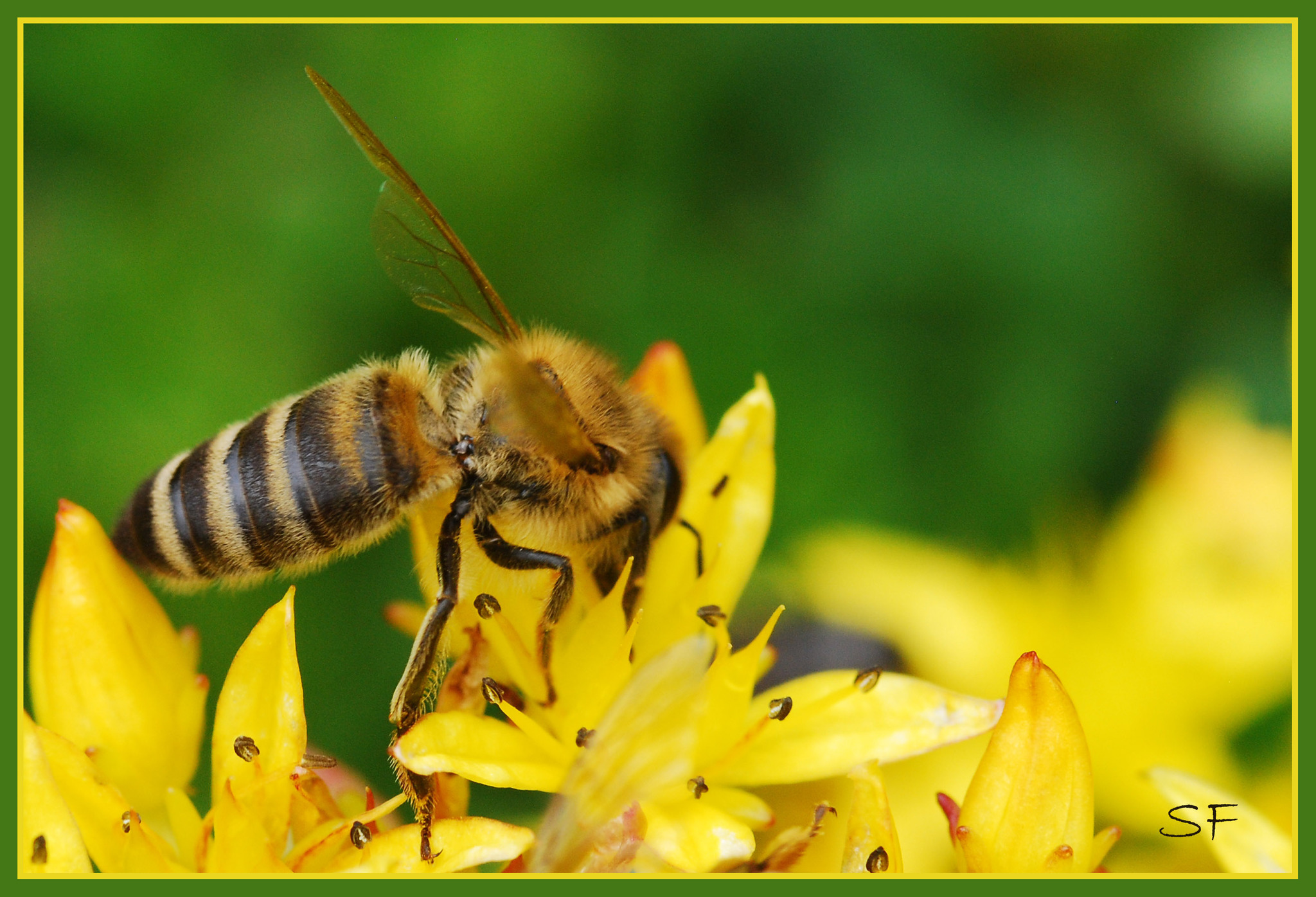 Fleißiges Bienchen - Reutte