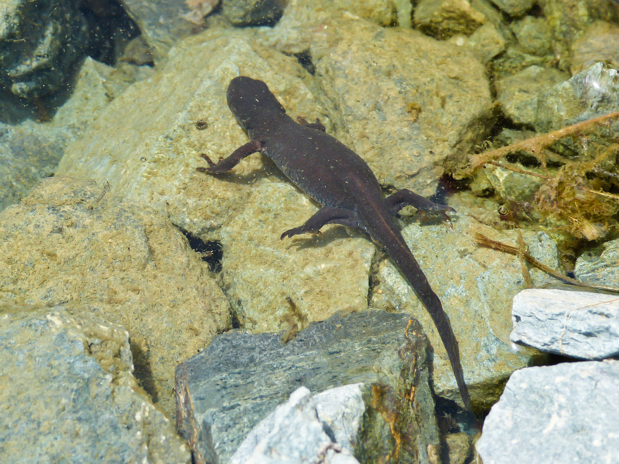 Molch im Bergsee - Kufstein