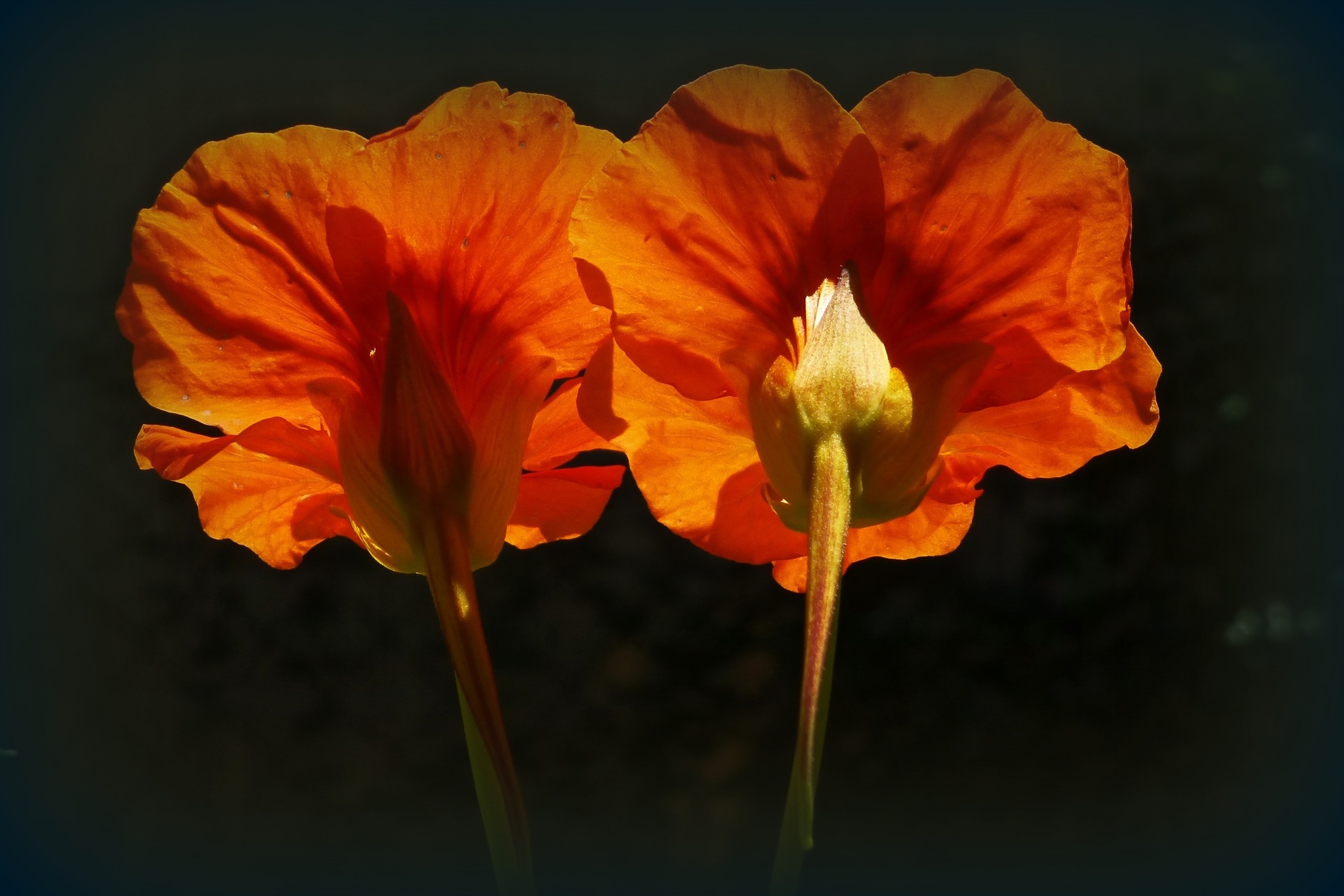 Schöner Rücken kann auch entzücken - Simmering