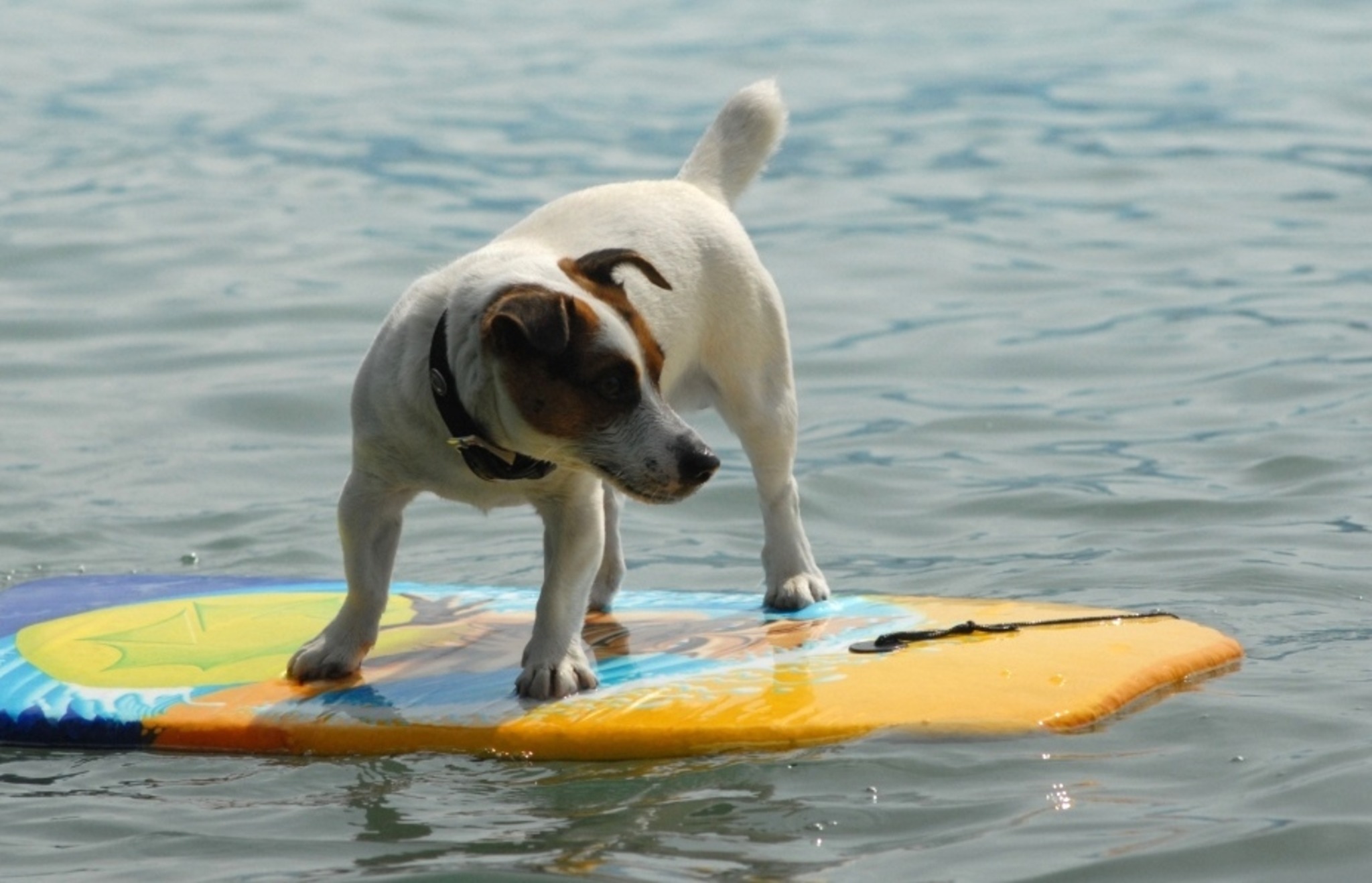 Cooler Hund beim Surfen am Attersee - Vöcklabruck