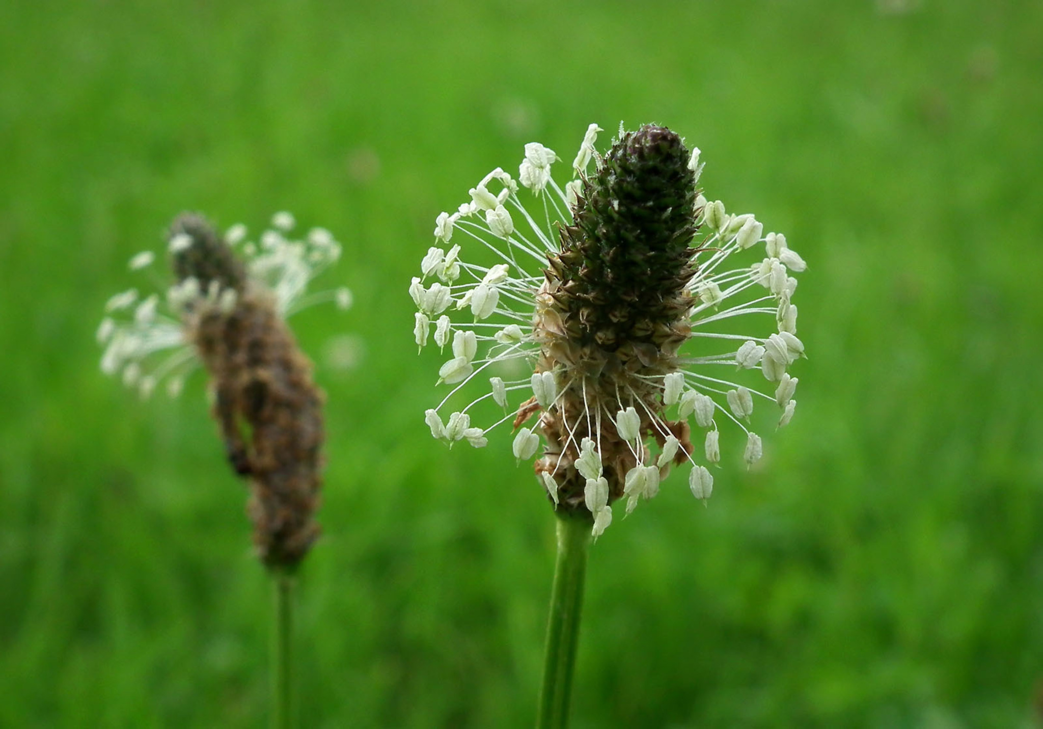 Die Blüte des Spitzwegerich - Tennengau