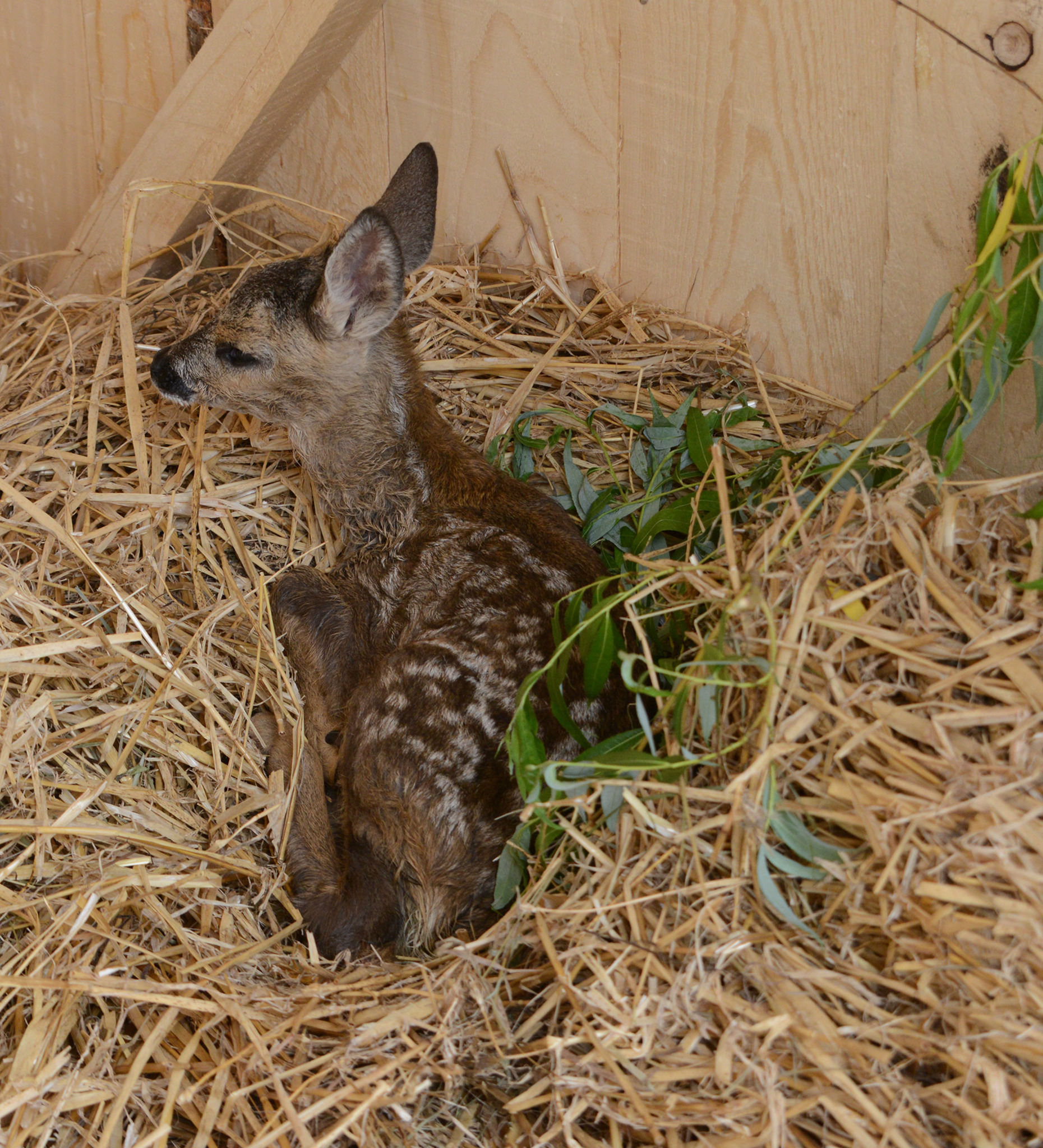 Hund kidnappt Rehbaby - Horn