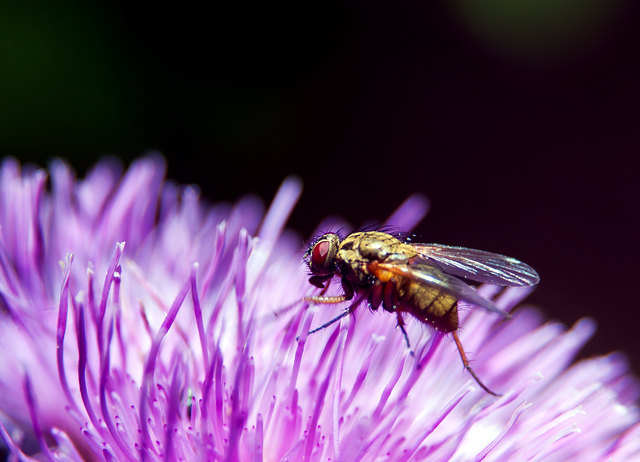 Ich FLIEGE auf LILA - Korneuburg