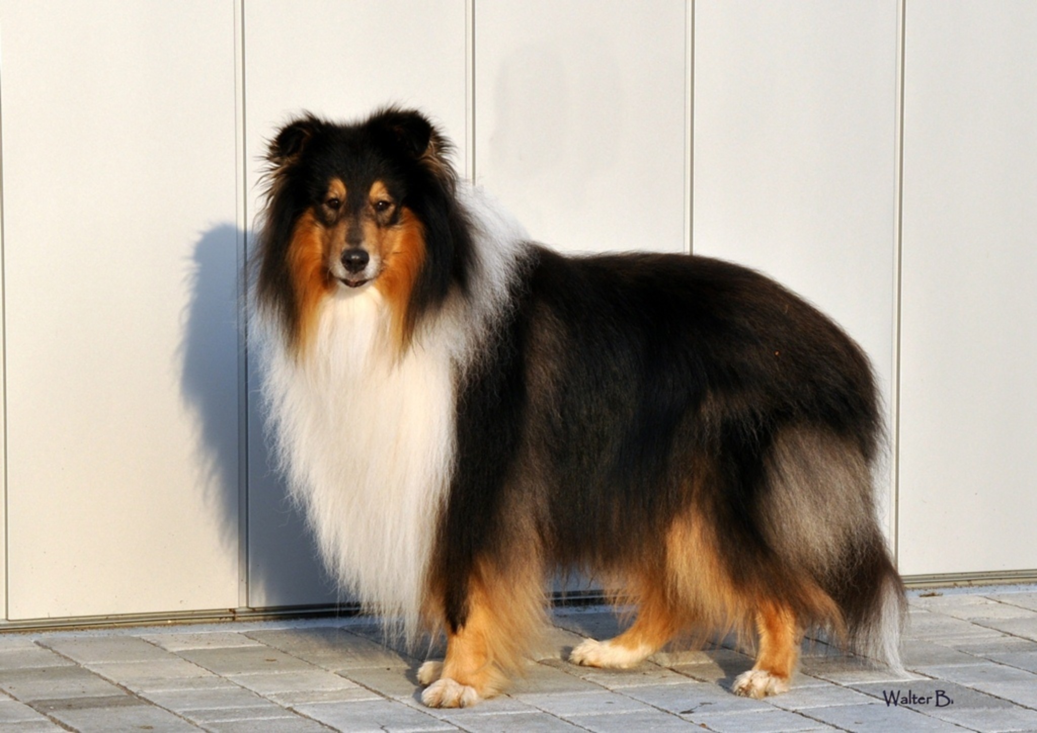 Collie-Rüde- XANDI von der Ischlerbahn wurde doppelter Champion ...