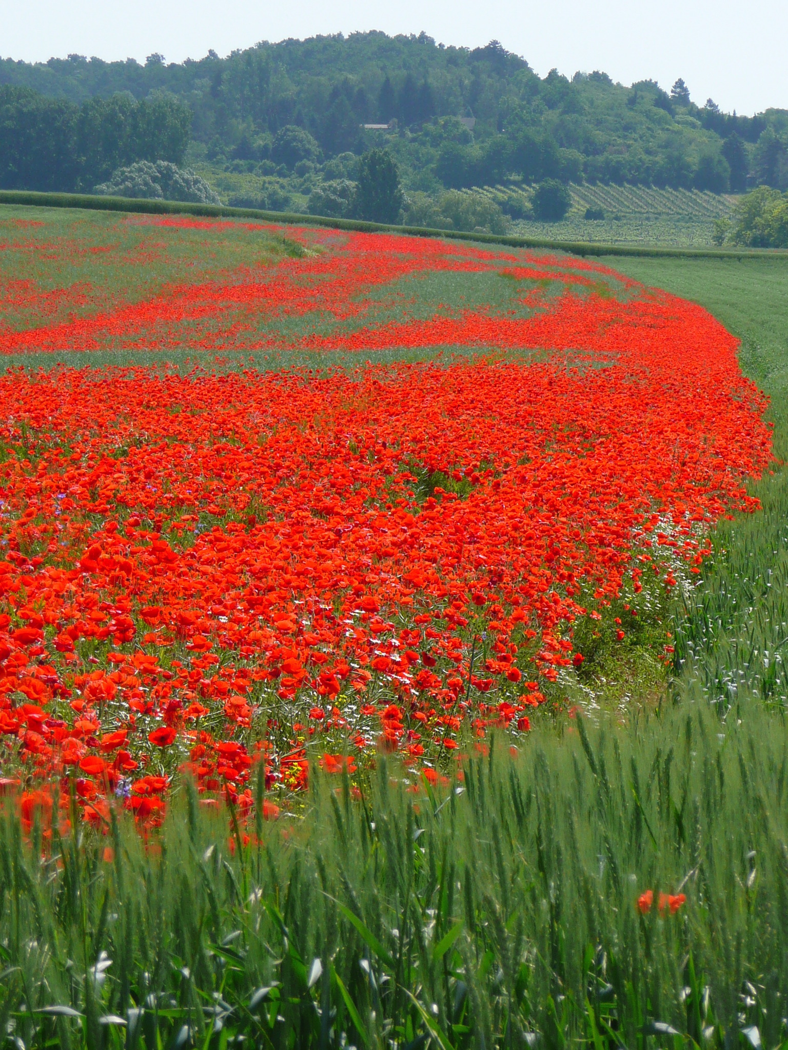 mohn, mohn und wieder mohn... - Neubau