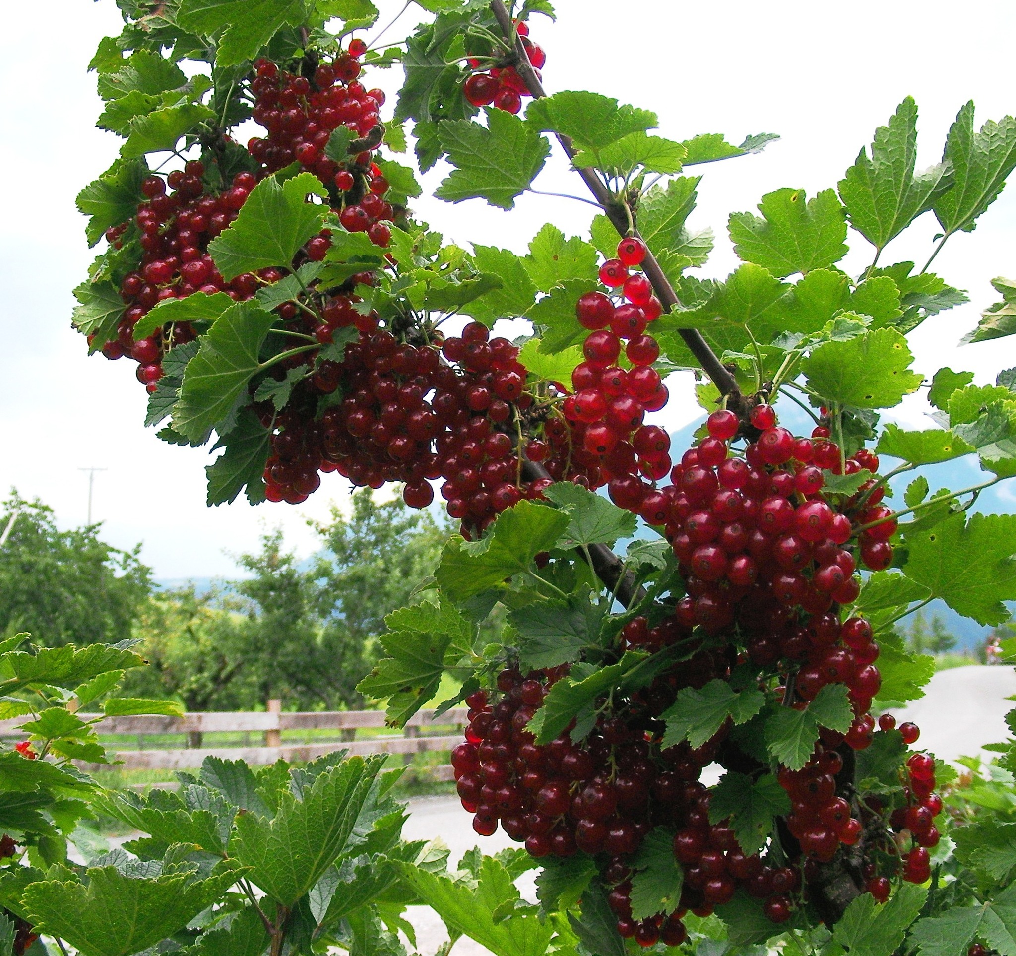 Reiche Ernte - Schwaz