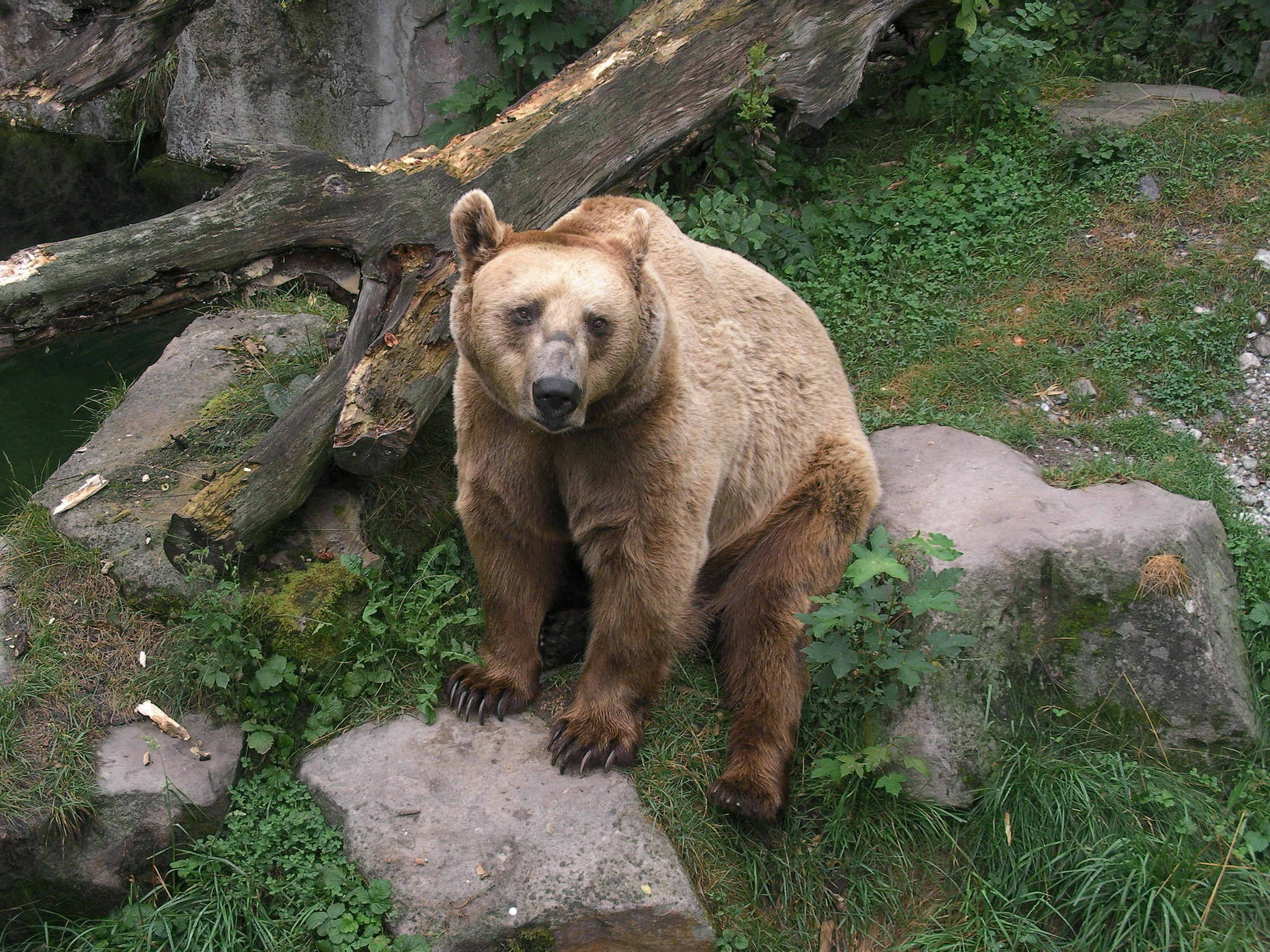 Eindrücke aus dem "Alpenzoo" Innsbruck - Innsbruck