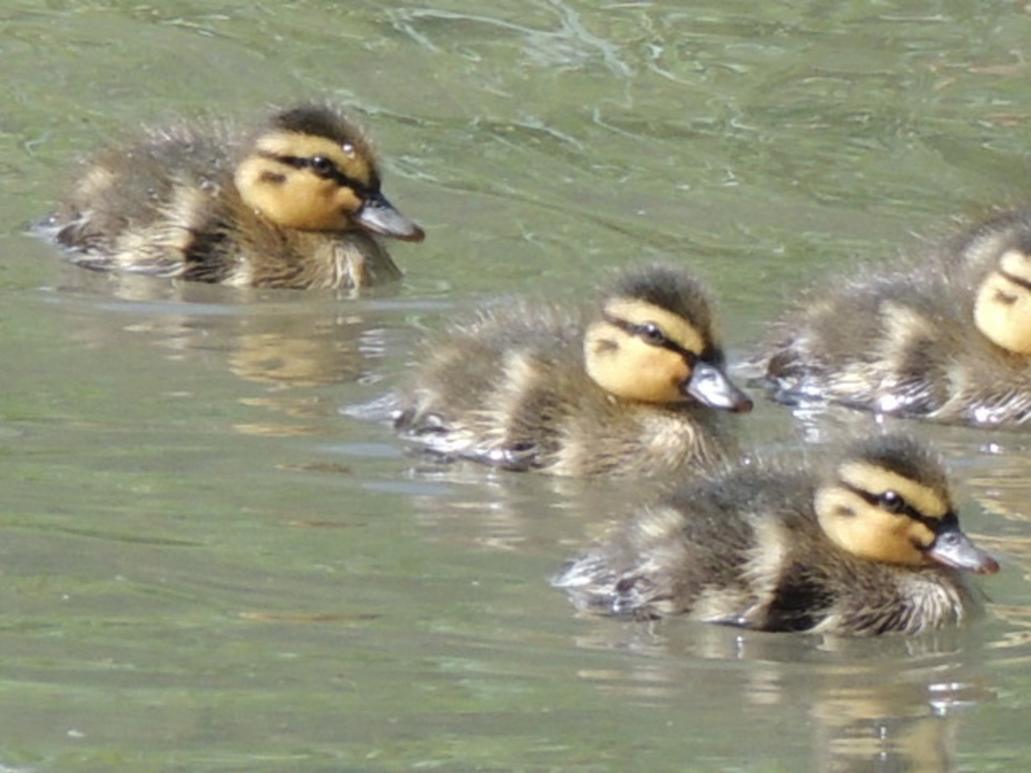 Entenbaby`s im Brunnwasser in Elbigenalp - Reutte