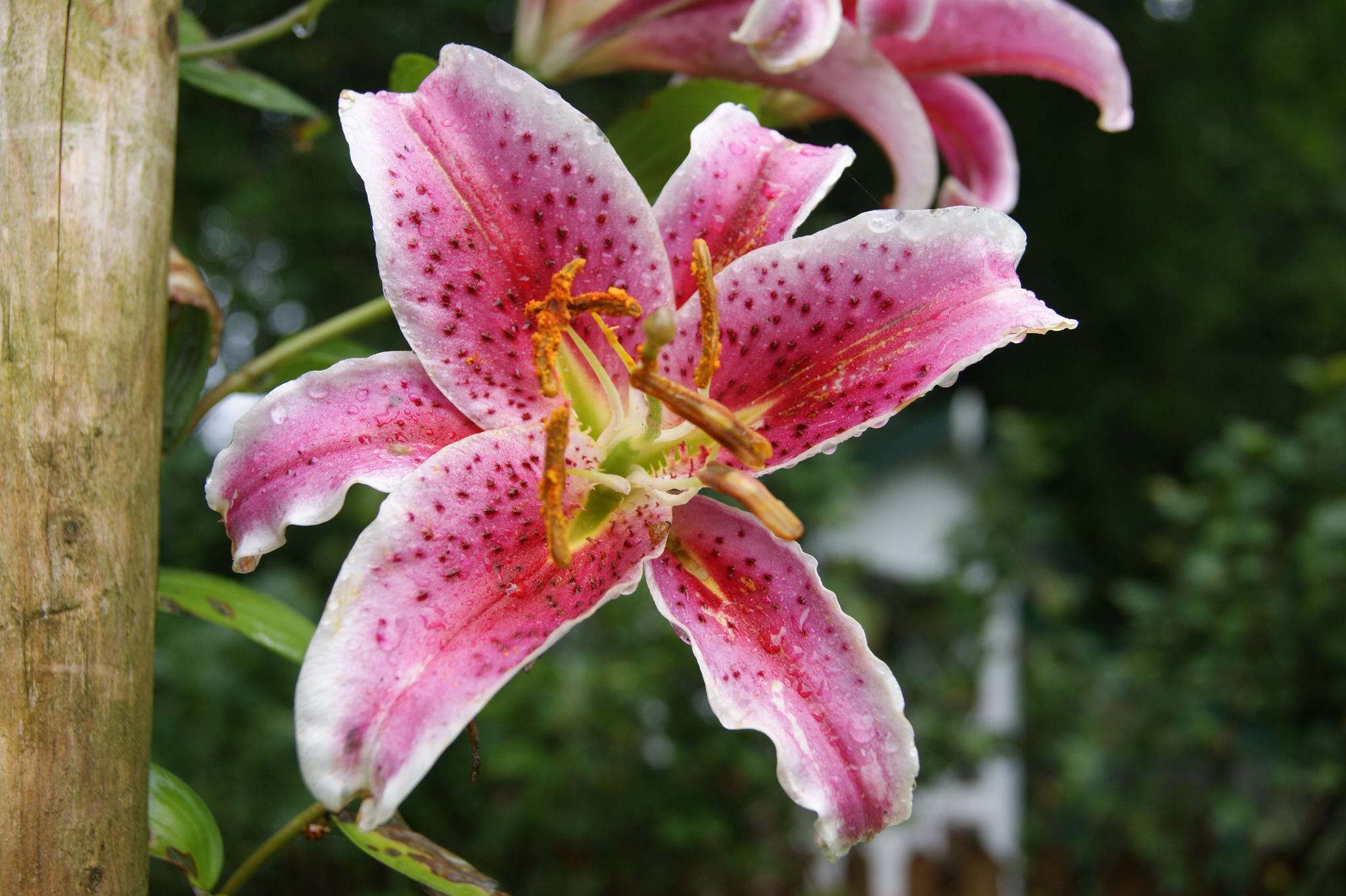 Die Tigerlilie duftet herrlich! - Wels & Wels Land