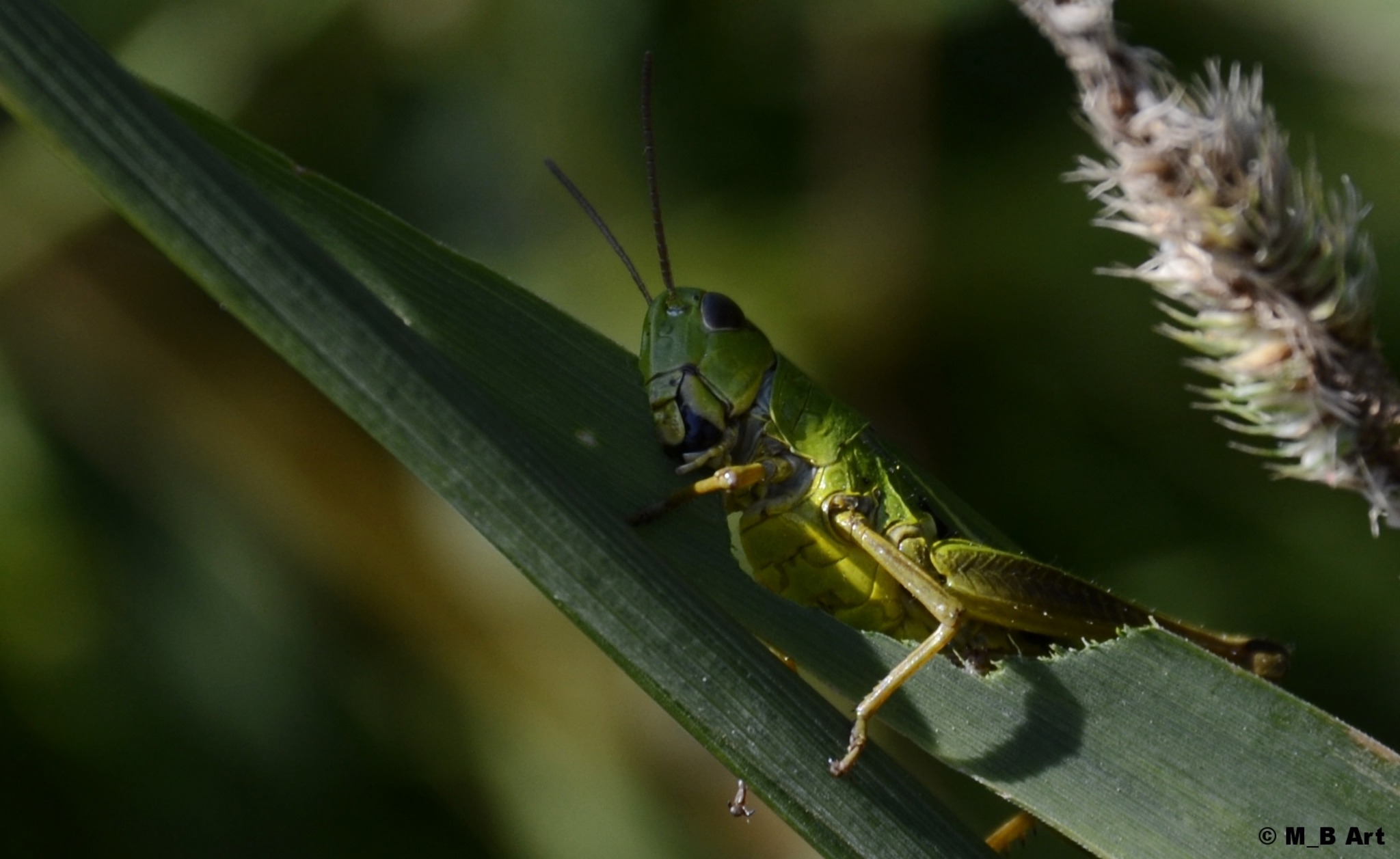 Flip the Grasshopper - Pinzgau