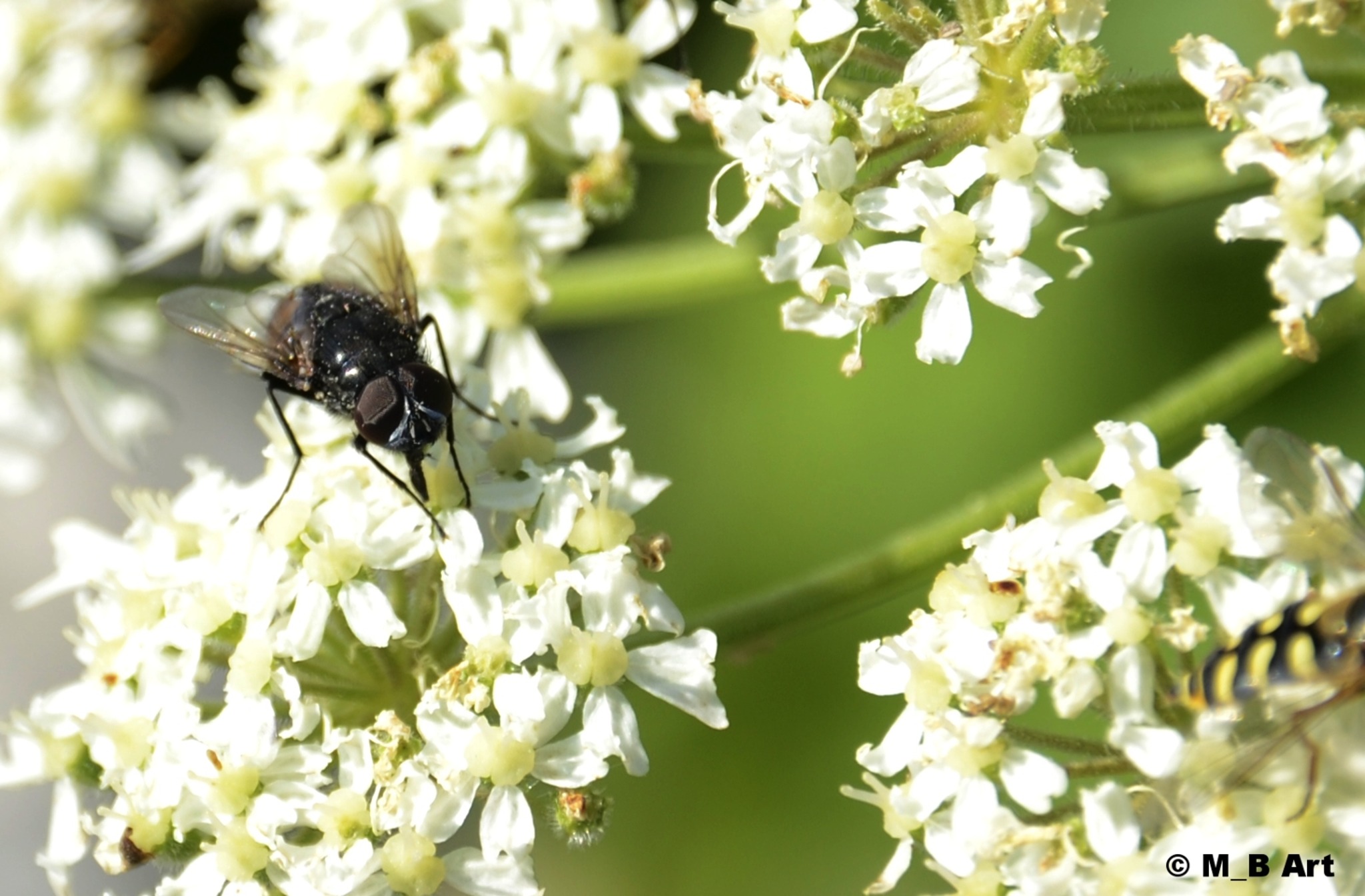 Puck die Stubenfliege - Pinzgau