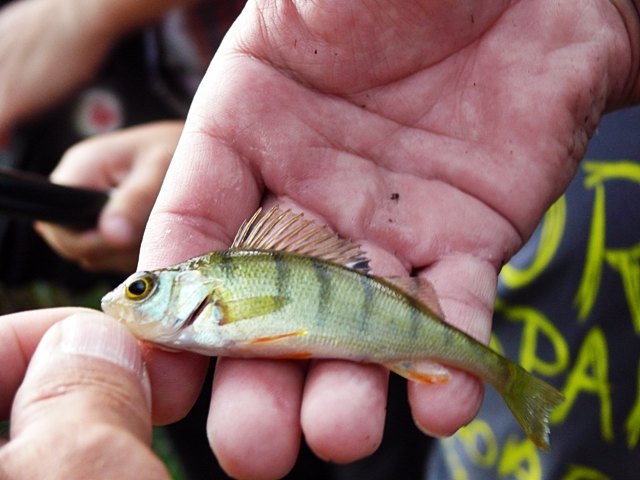 Reichliche Beute beim Kinderfischen von KiDiDo - Schwechat