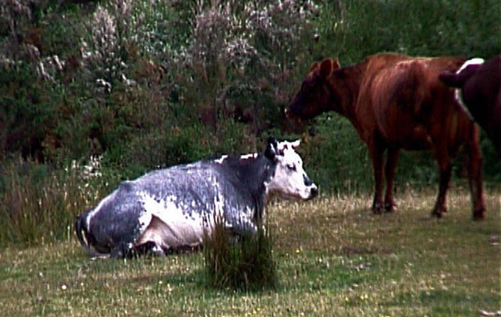 Wir haben die Milka-Kuh gefunden! - Kufstein