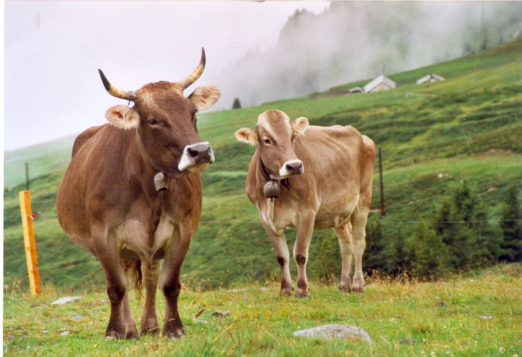 Die Milch, die Kuh und ihre Hörner - einen Vortrag in Tannheim - Reutte