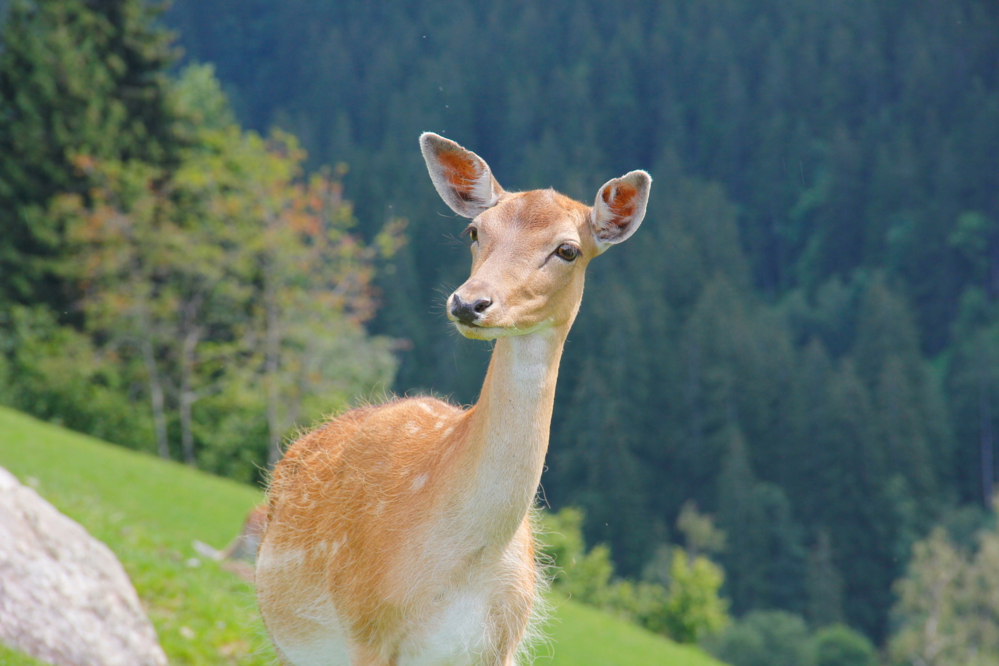 Impressionen aus dem Wildtierpark Aurach - Kitzbühel