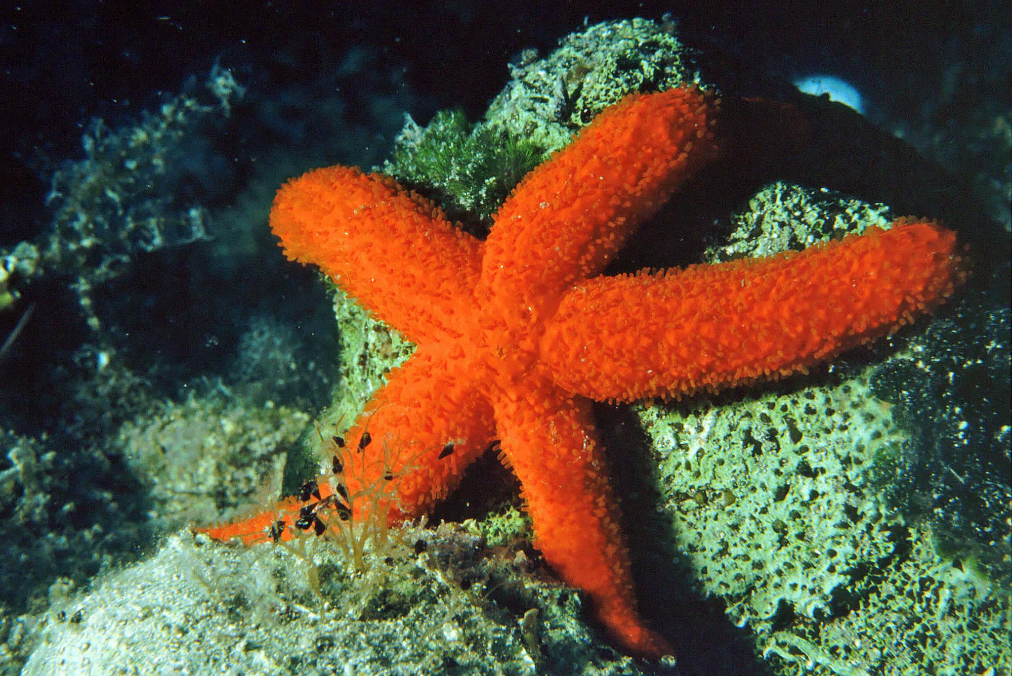 Seesterne, bunte Räuber - Braunau