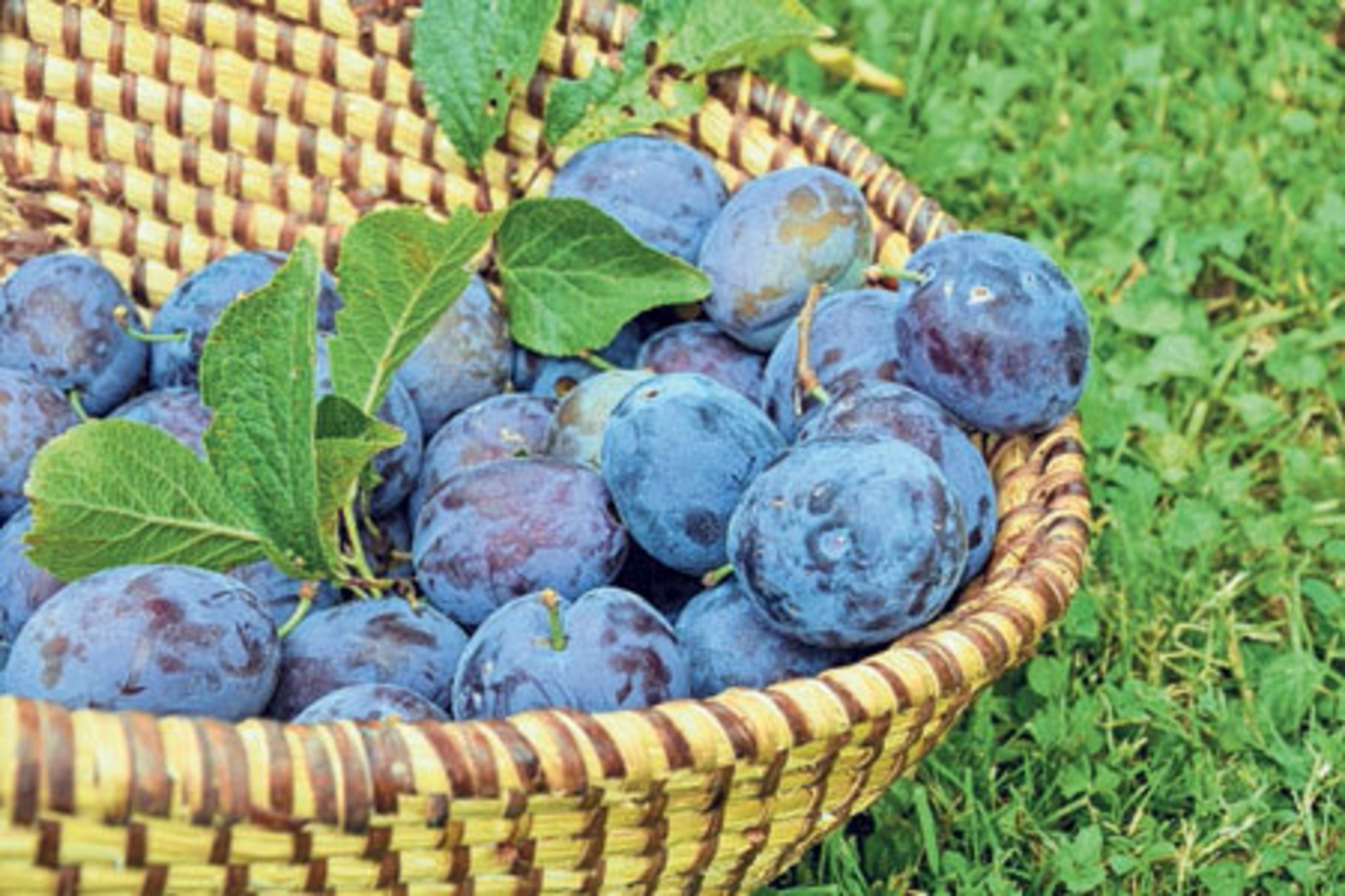 Jetzt Erntezeit für Zwetschken - Südoststeiermark