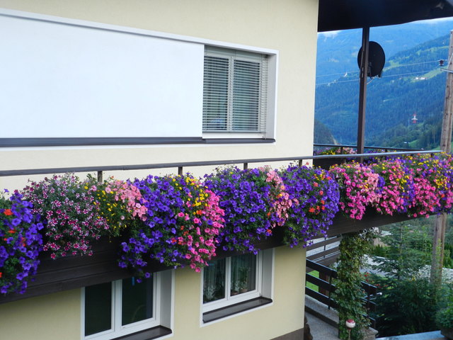 So sehen meine Balkonblumen zur Zeit aus - Landeck