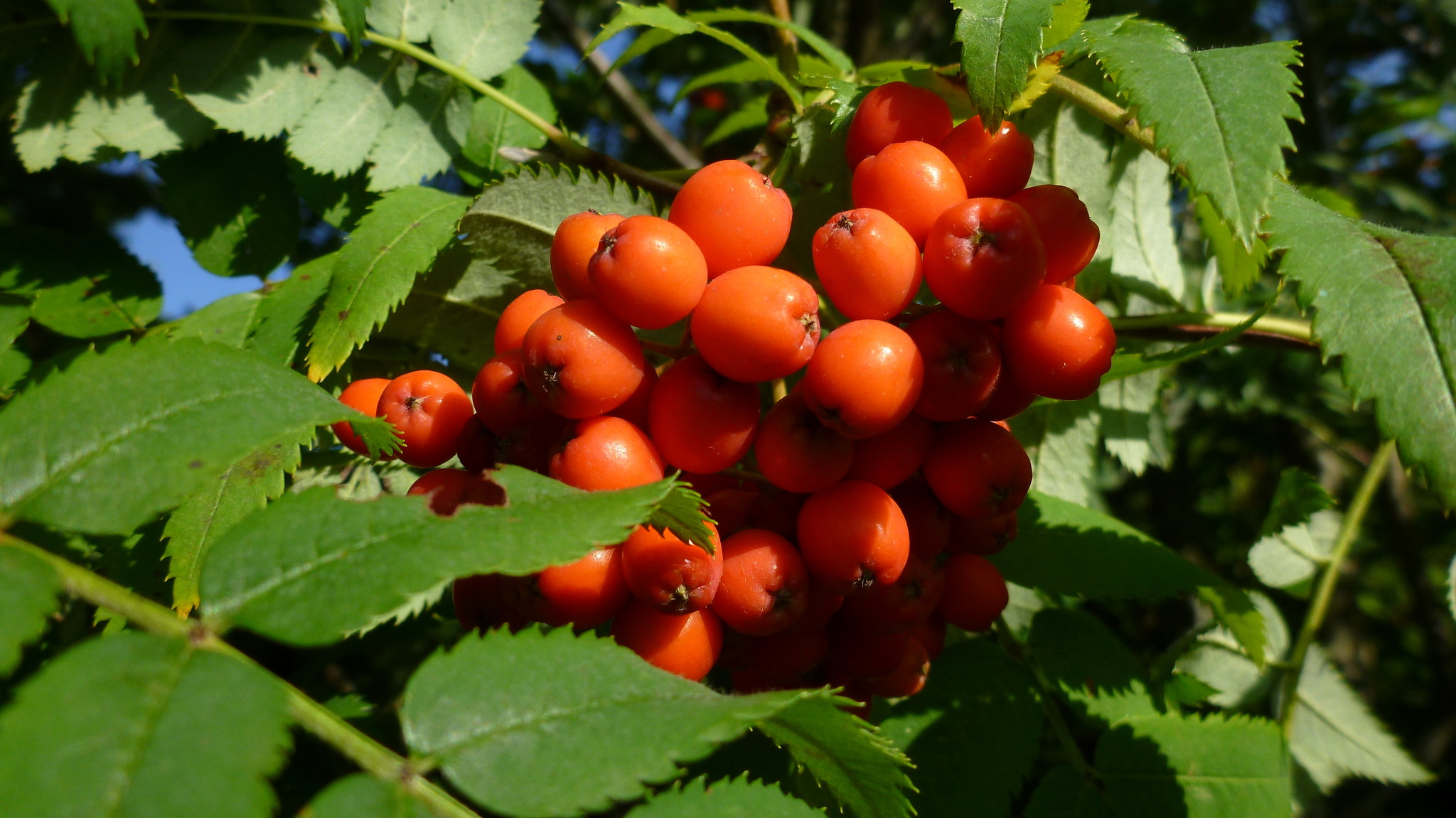 Vogelbeeren - Braunau