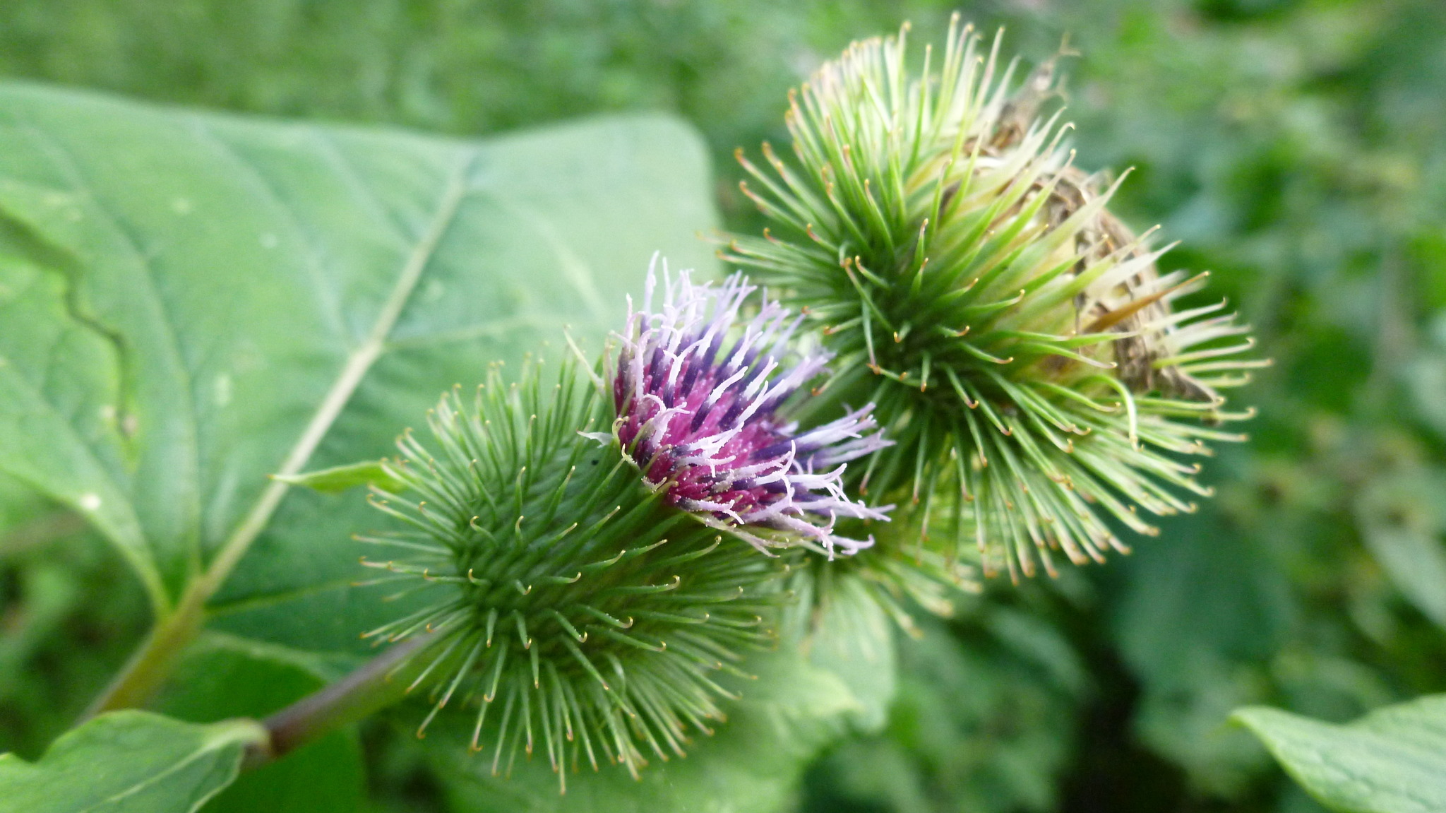 Große Klette - Braunau