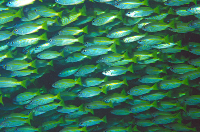 Großaugen-Schnapper - Braunau