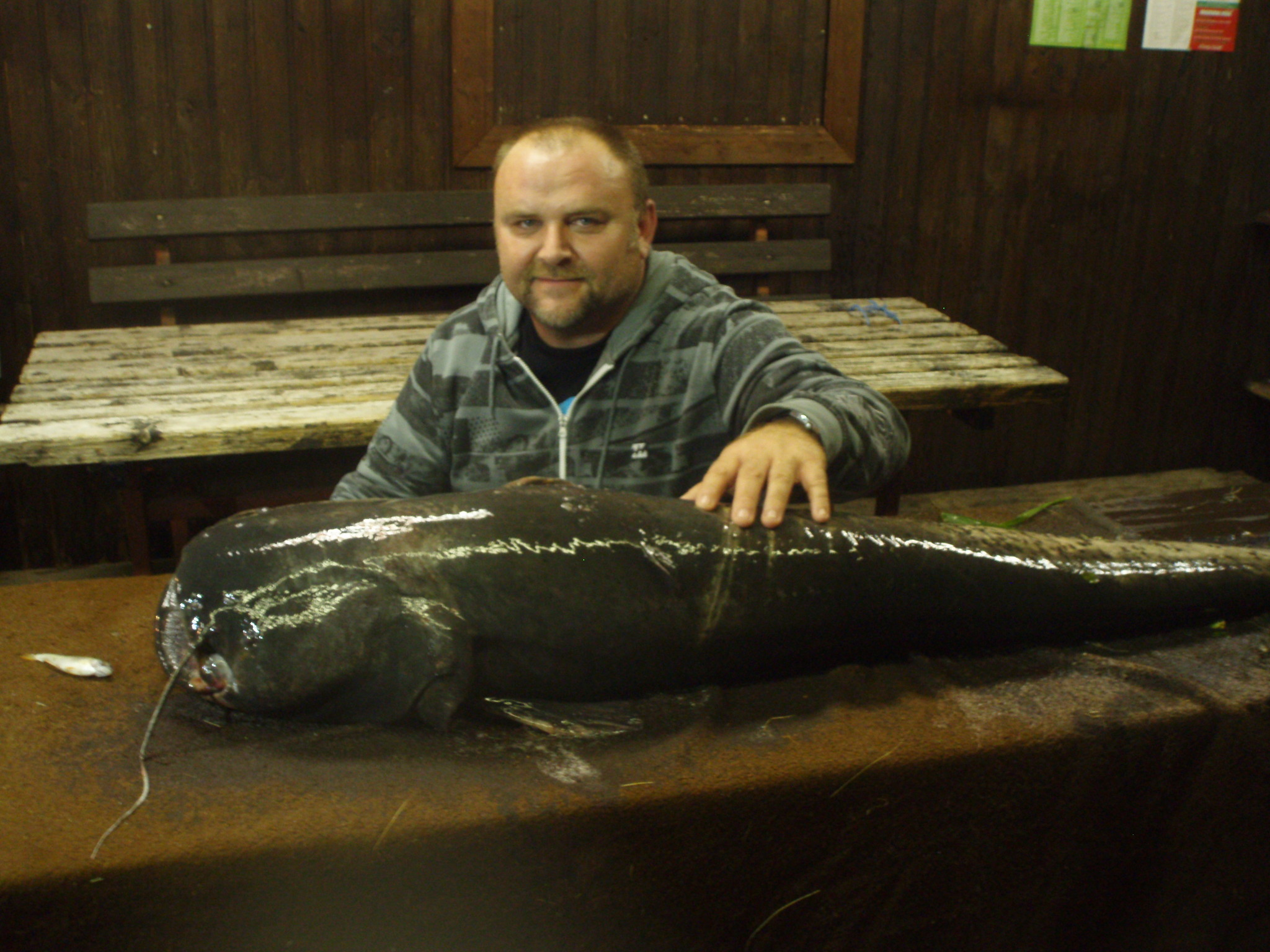 Wels-Riese statt Zander - Melk