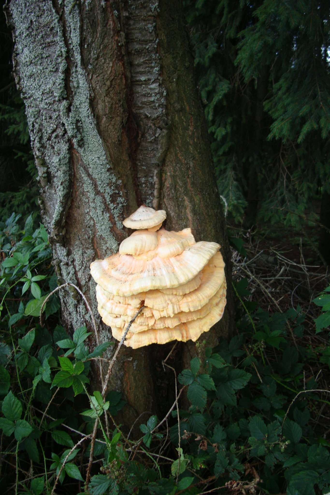 Schmarotzer-Pilz: Ein Schmarotzer auf einem Wildkirschenbaum, gesehen ...